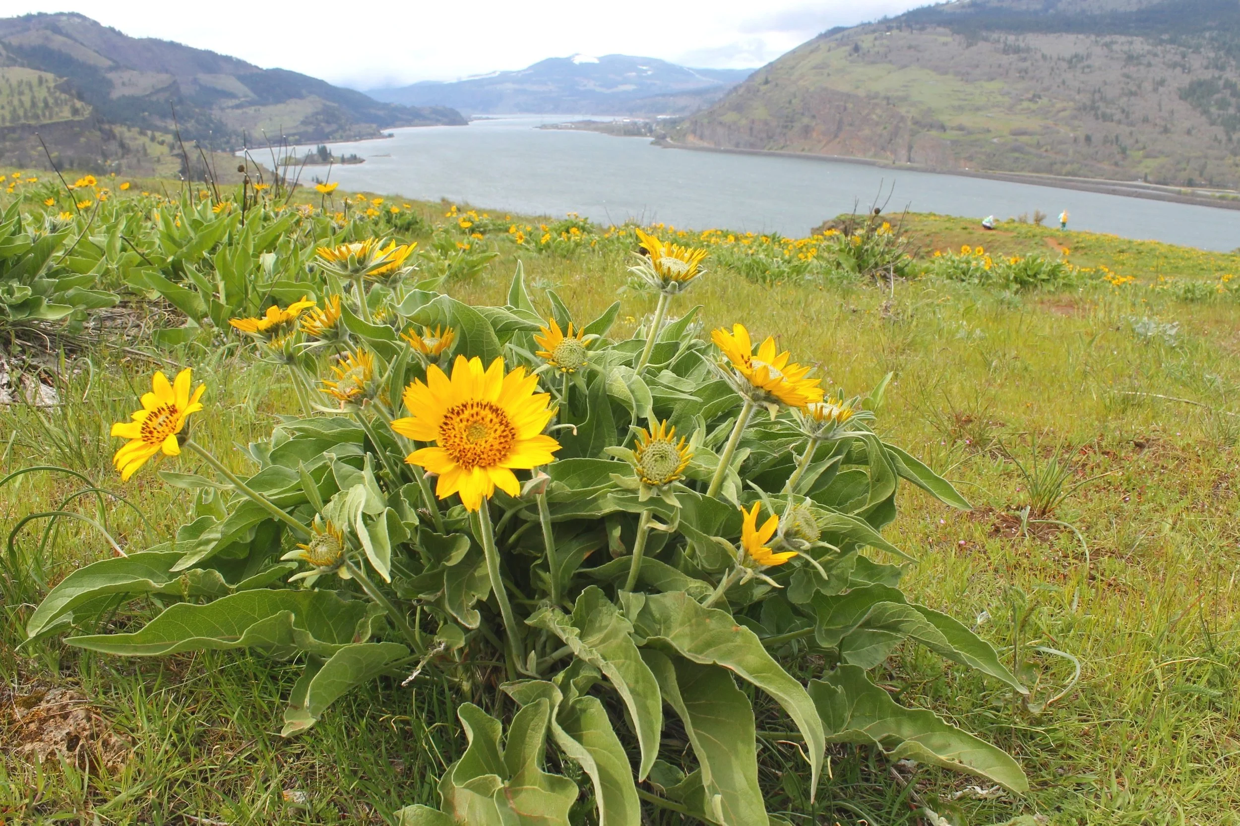 Best 10 Wildflower Hikes in the Columbia Gorge (that aren’t Dog ...
