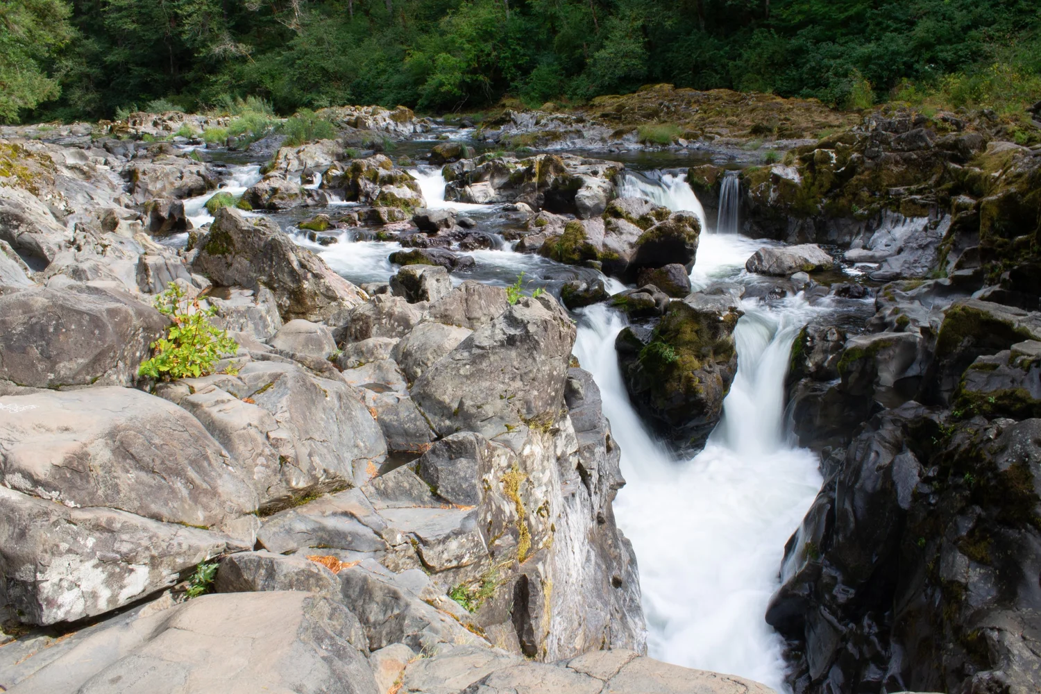 Quick Guide to Moulton Falls Regional Park — Pines and Vines