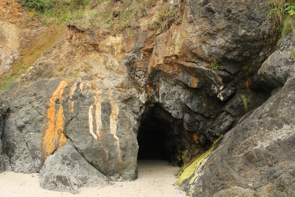 The Mysterious Neskowin Ghost Forest — Pines and Vines — Pines and Vines