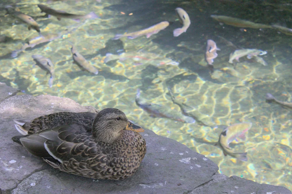 How to Watch the Salmon Migrate at Bonneville Dam — Pines and Vines