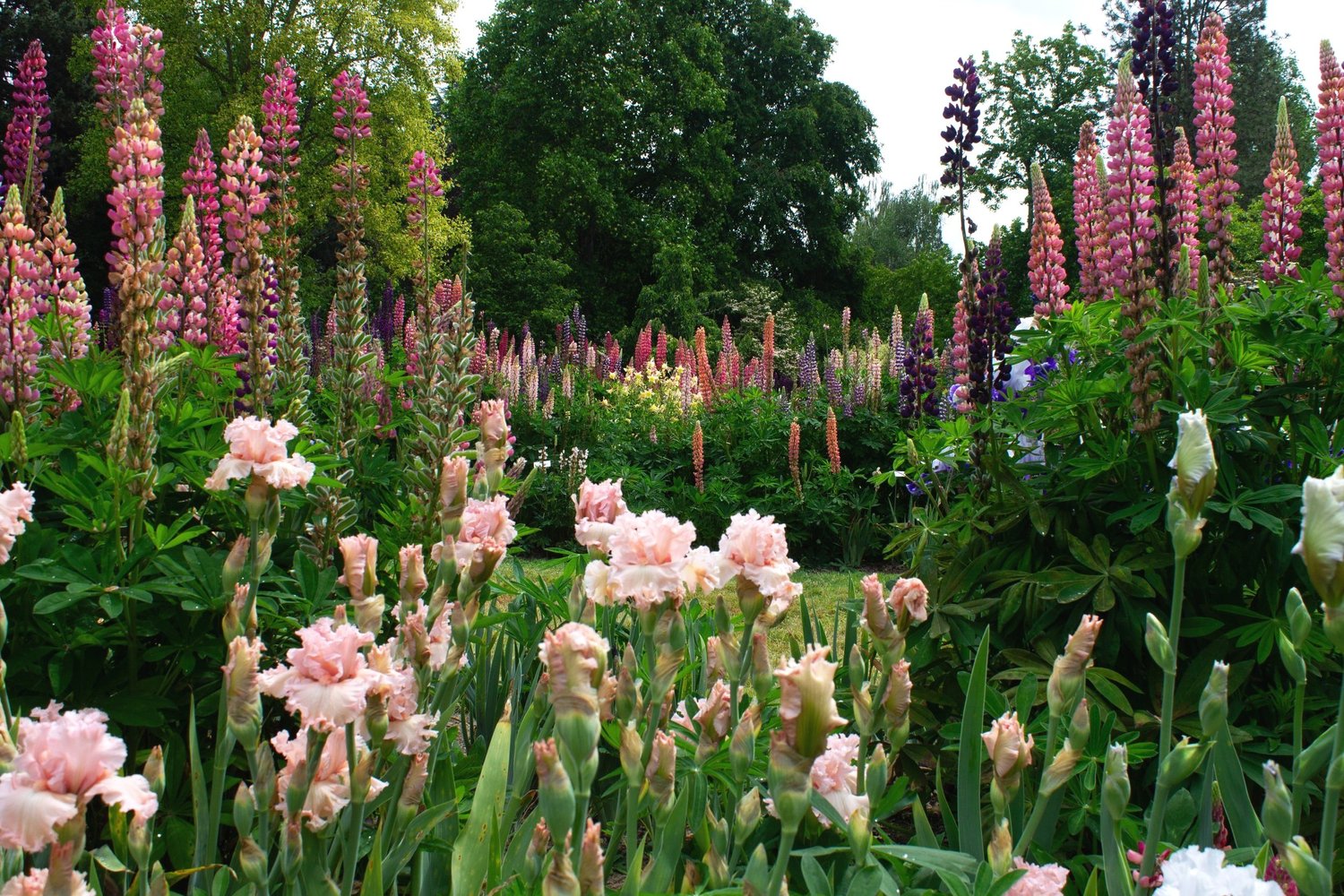 Quick Guide to the Iris and Peony Festivals in Salem, OR — Pines and Vines