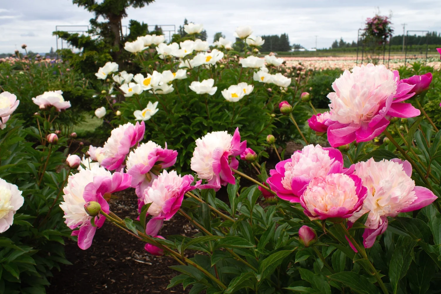 Quick Guide to the Iris and Peony Festivals in Salem, OR — Pines and Vines