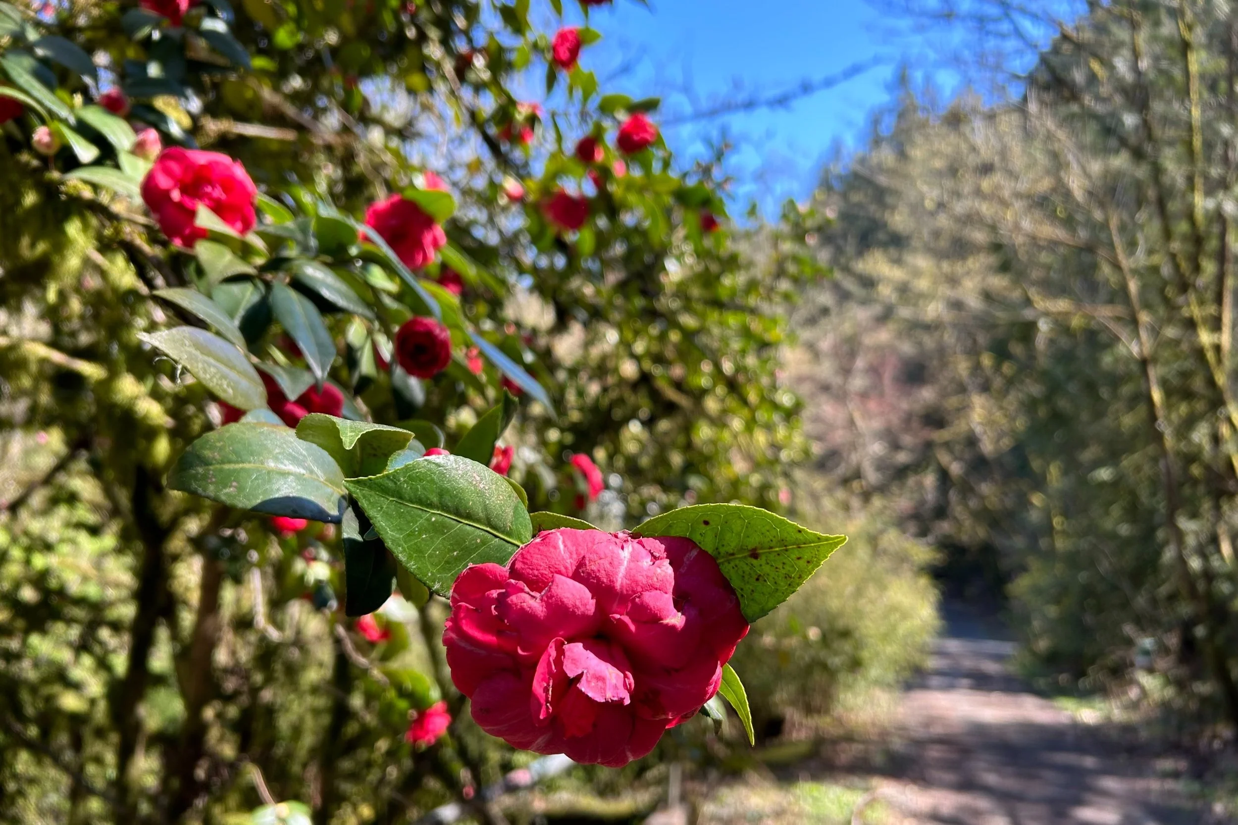 Portland’s 4T Trail, Step by Step — Pines and Vines