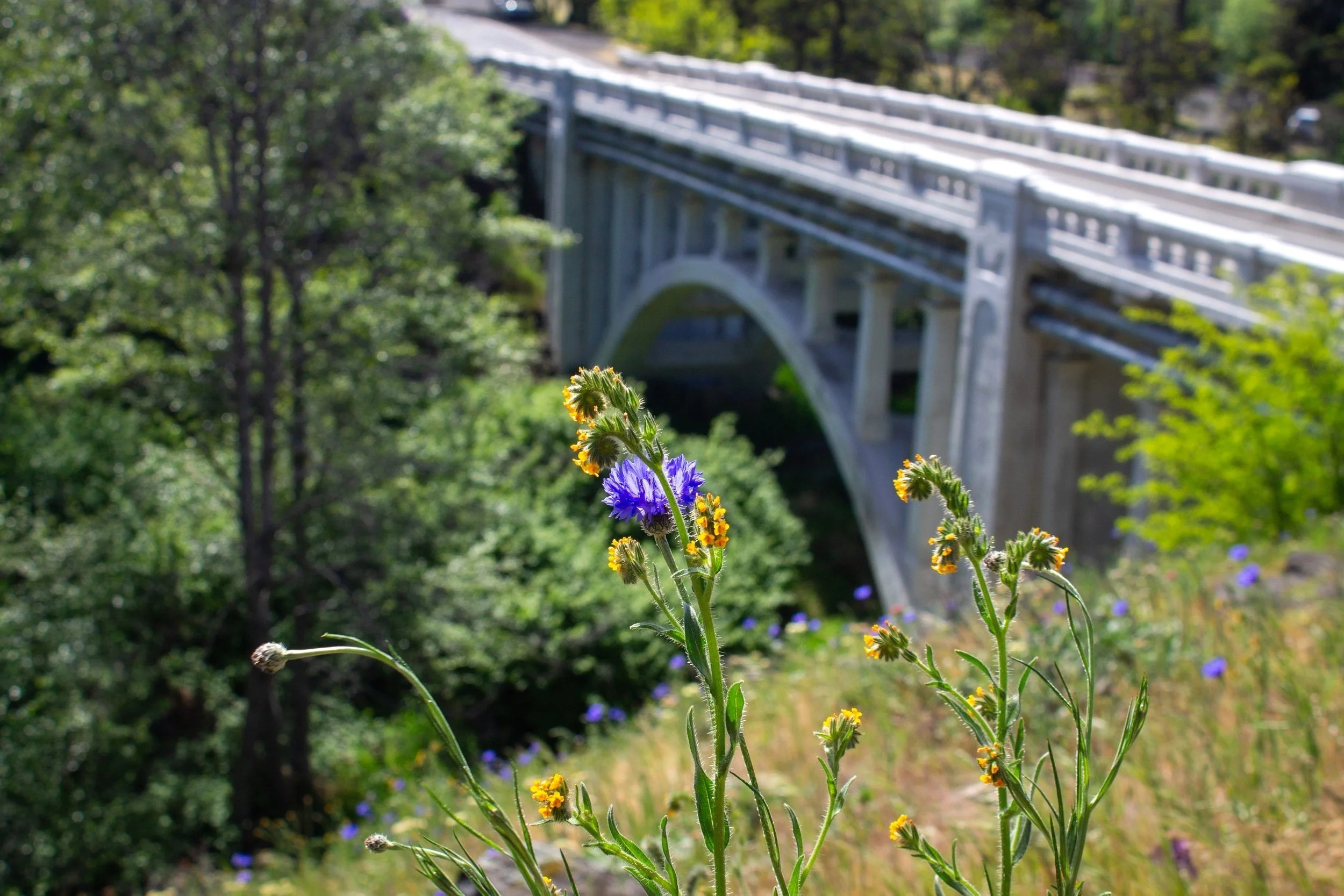 The Glorious Wildflowers of the Mosier Plateau — Pines and Vines