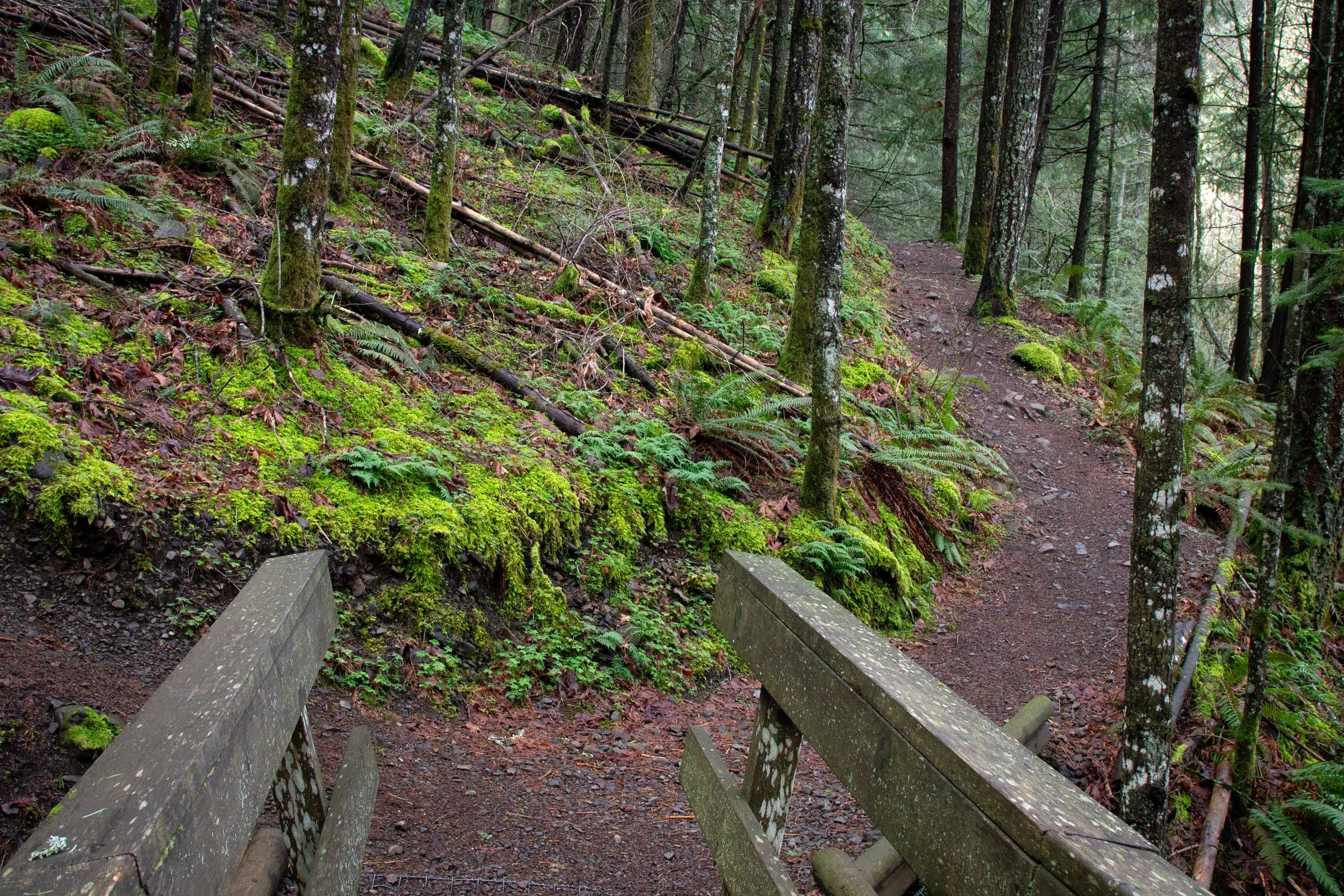 Starvation Creek Waterfall Hike — Pines and Vines