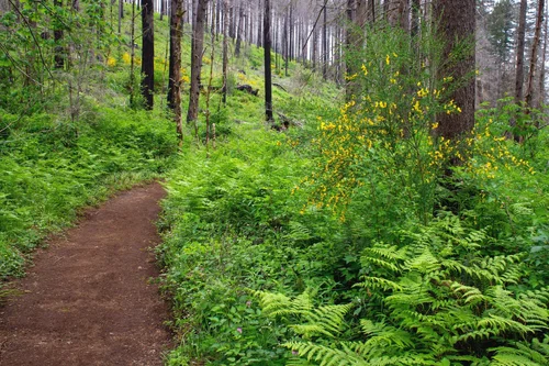 Hike the Shellburg Falls Trail [Reopened 2024] — Pines and Vines