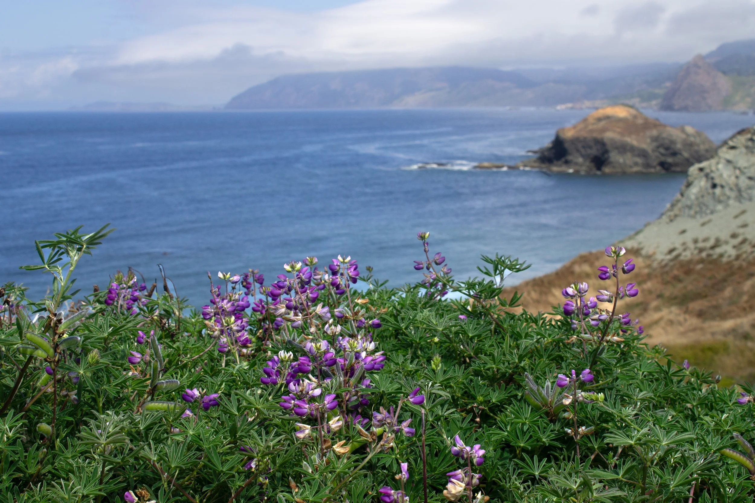 Quick Guide to Sisters Rock State Park on the Oregon Coast — Pines and ...