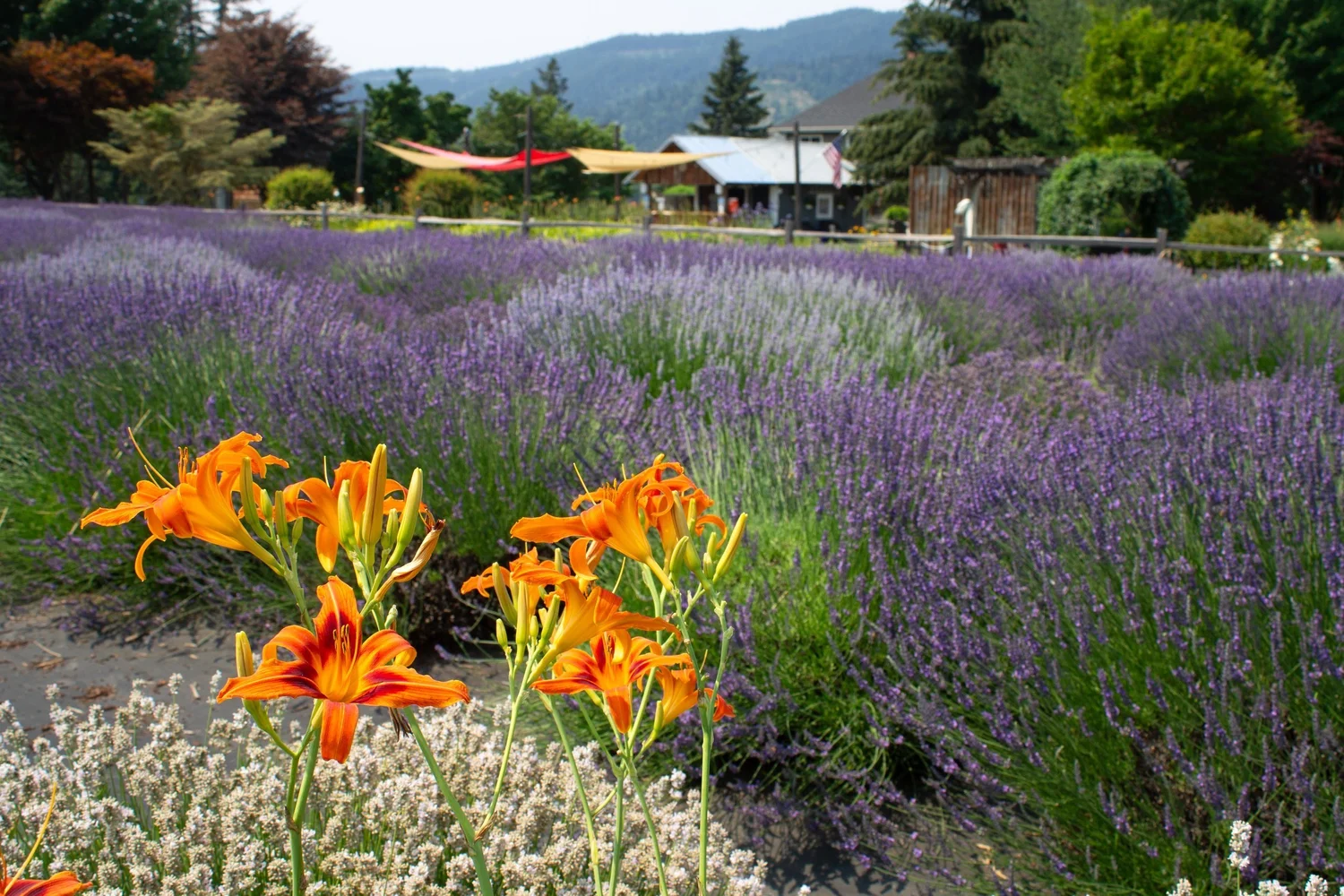 7 Stunning Lavender Farms near Portland — Pines and Vines