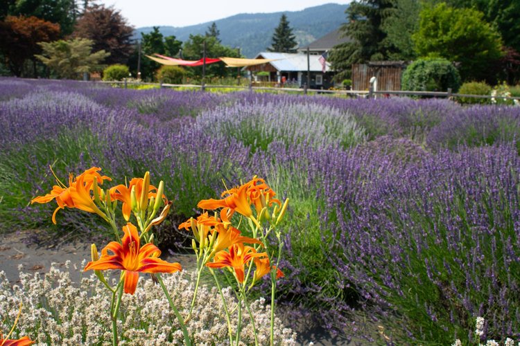 7 Stunning Lavender Farms near Portland — Pines and Vines