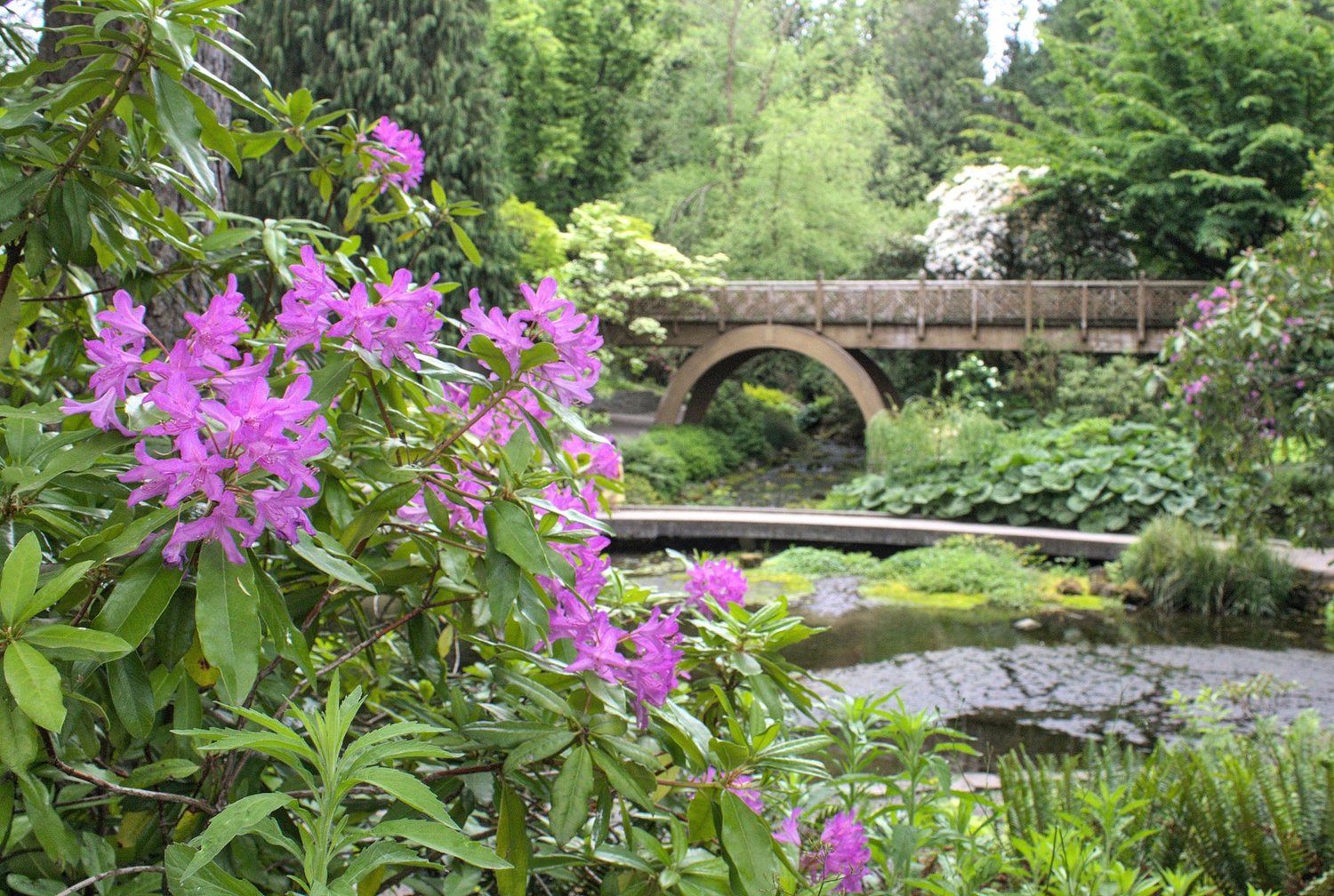 A quick guide to Portland’s Crystal Springs Rhododendron Garden — Pines ...