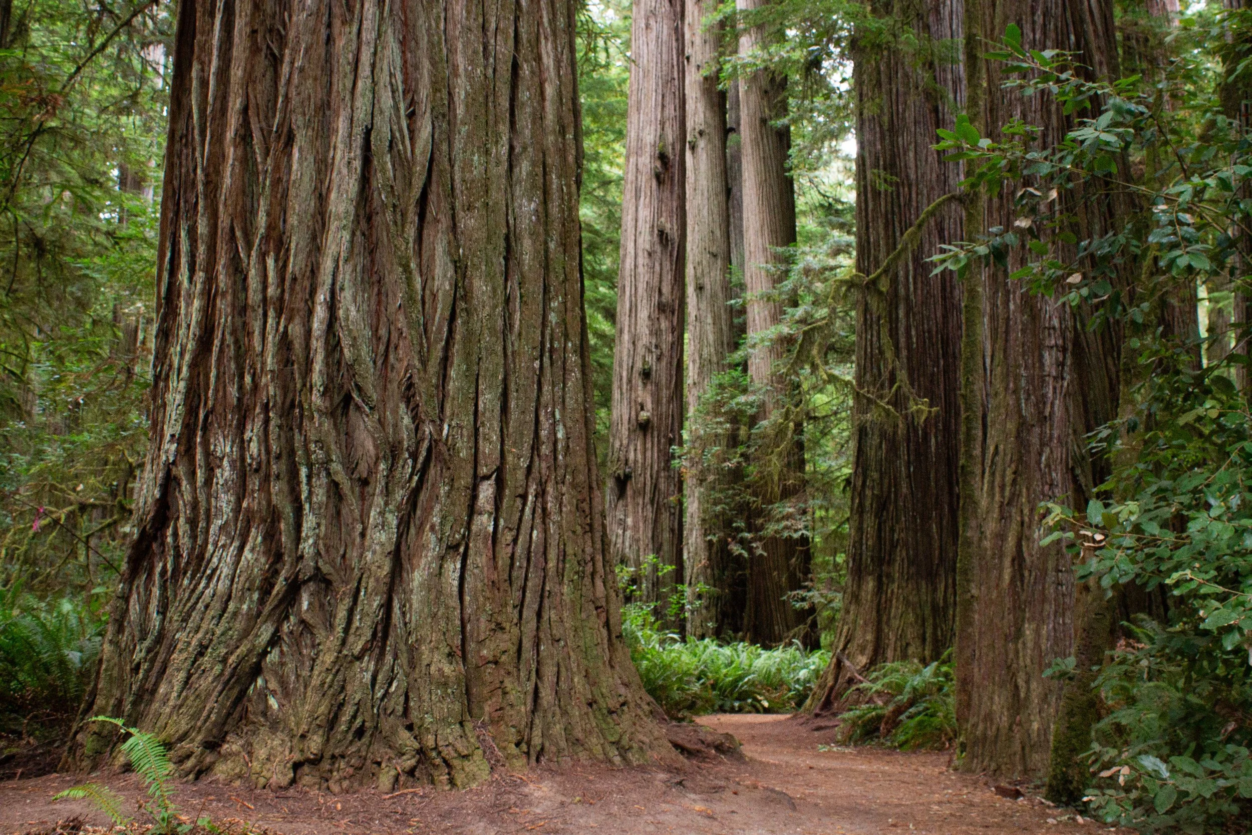 Quick Guide to Jedediah Smith Redwoods State Park — Pines and Vines