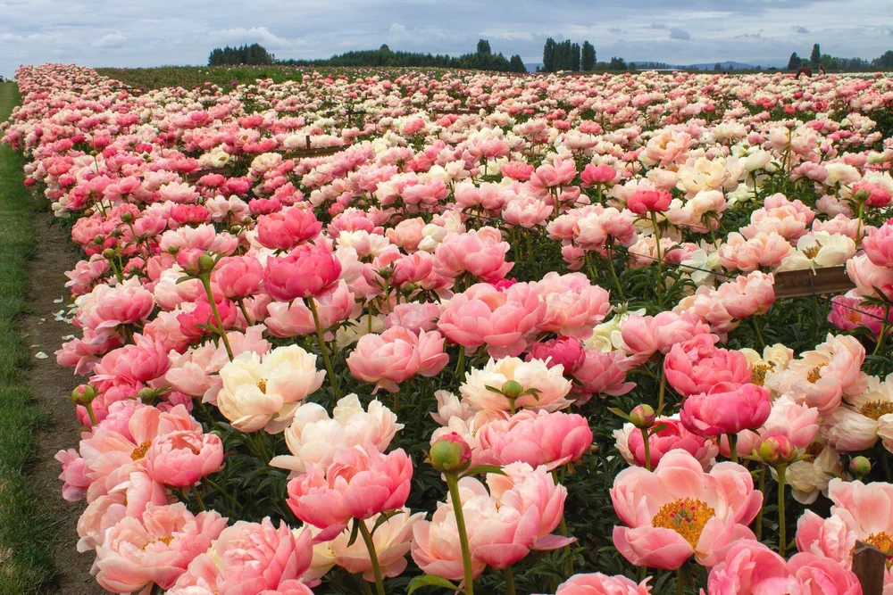 Quick Guide to the Iris and Peony Festivals in Salem, OR — Pines and Vines