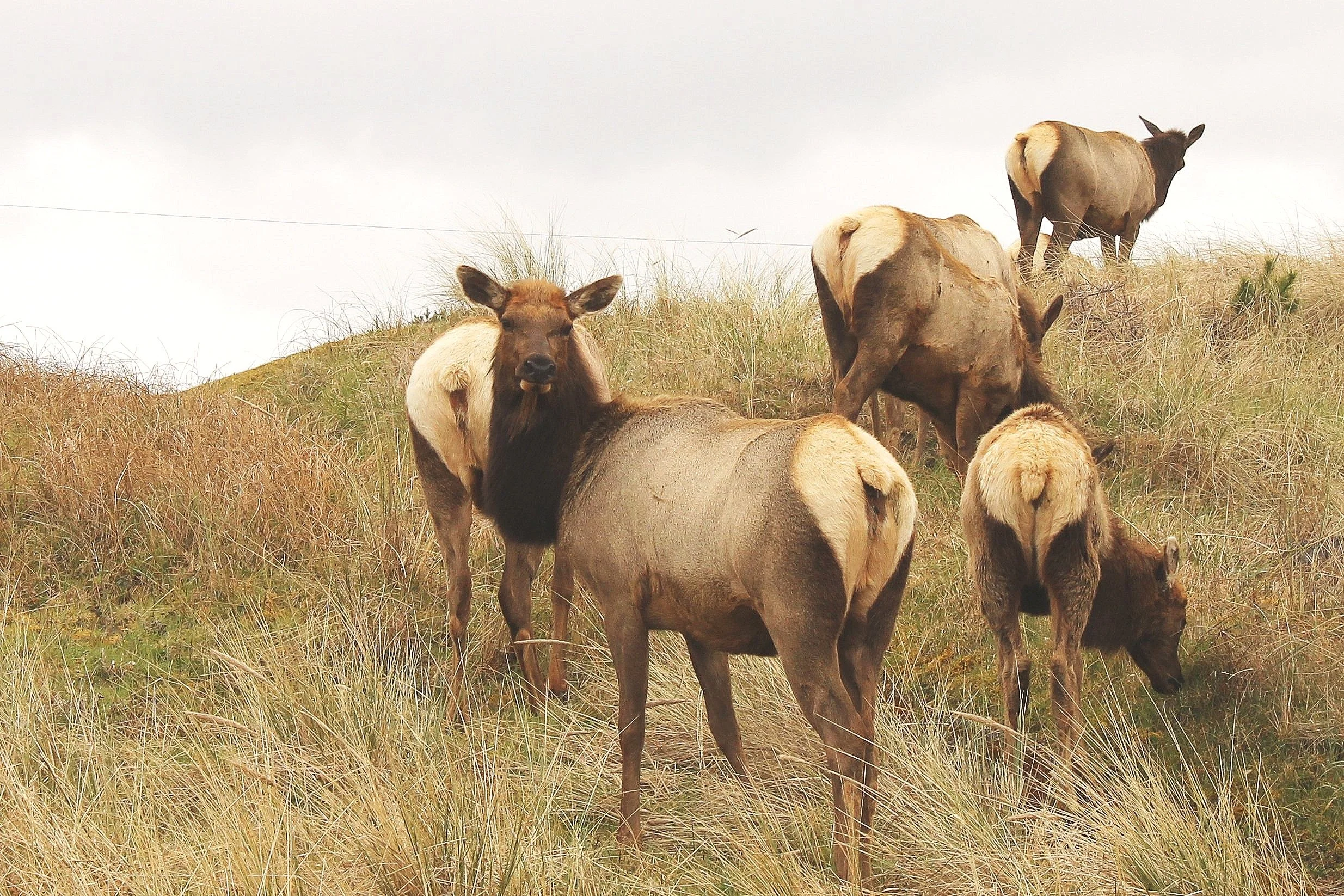 Amazing Wildlife of the Oregon Coast (and where to see it! — Pines and ...