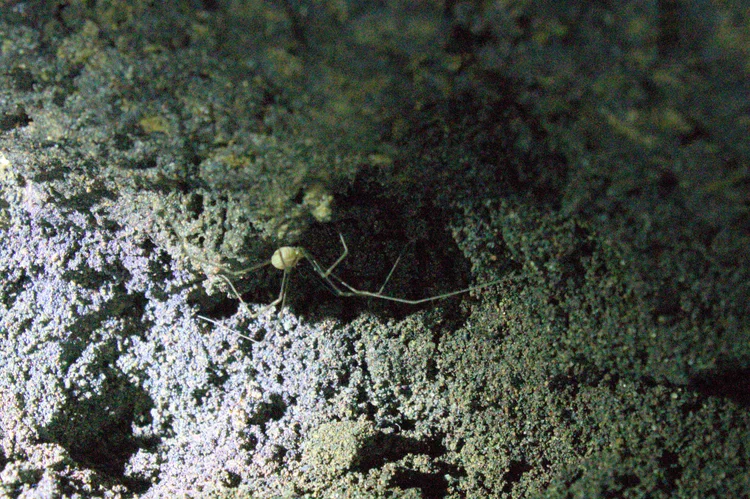 How to Visit the Lava River Cave — Pines and Vines