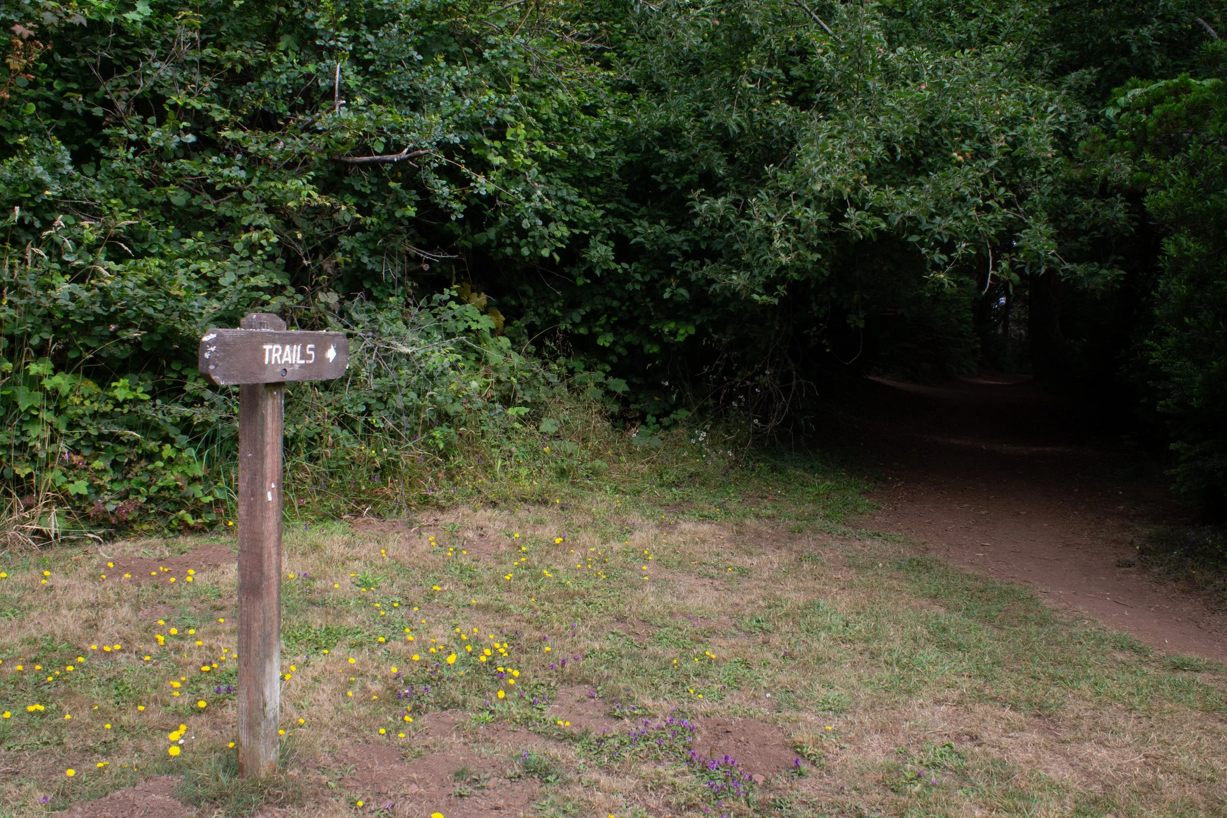 Quick Guide to Harris Beach State Park — Pines and Vines