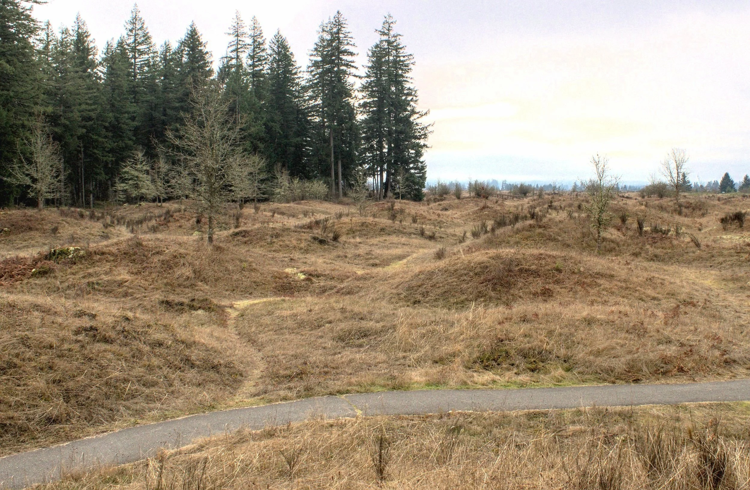 Washington’s Mysterious Mima Mounds — Pines and Vines — Pines and Vines