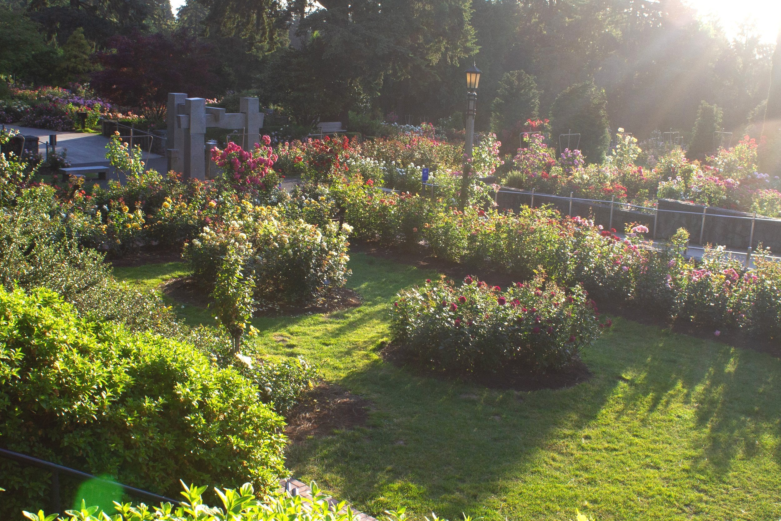 Quick Guide to the Portland Rose Garden — Pines and Vines