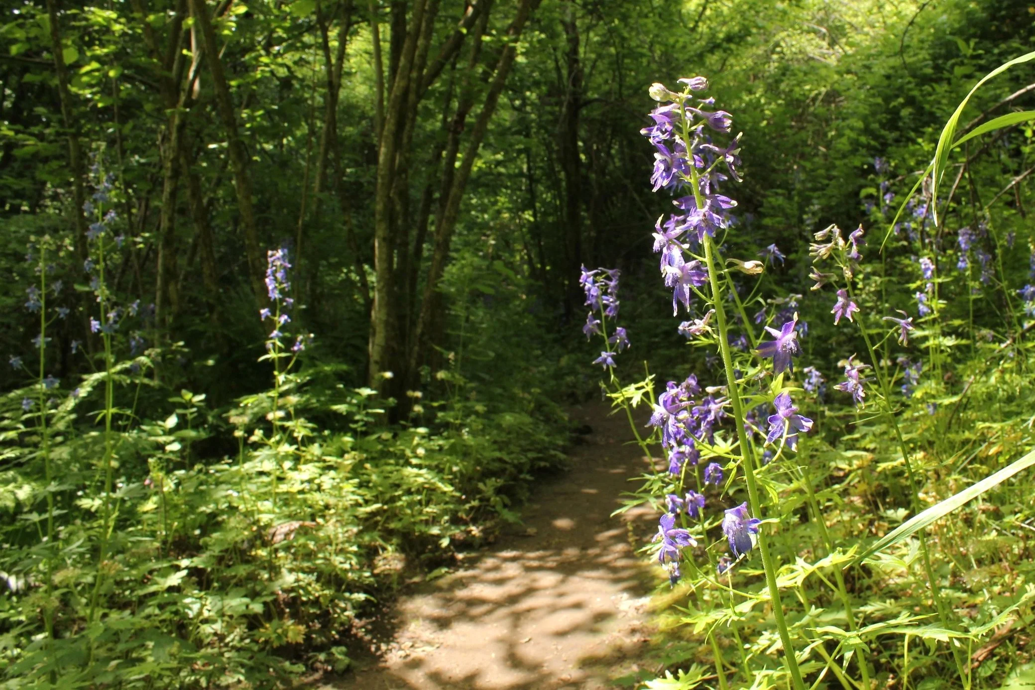 5 Great Hikes at Beacon Rock State Park — Pines and Vines
