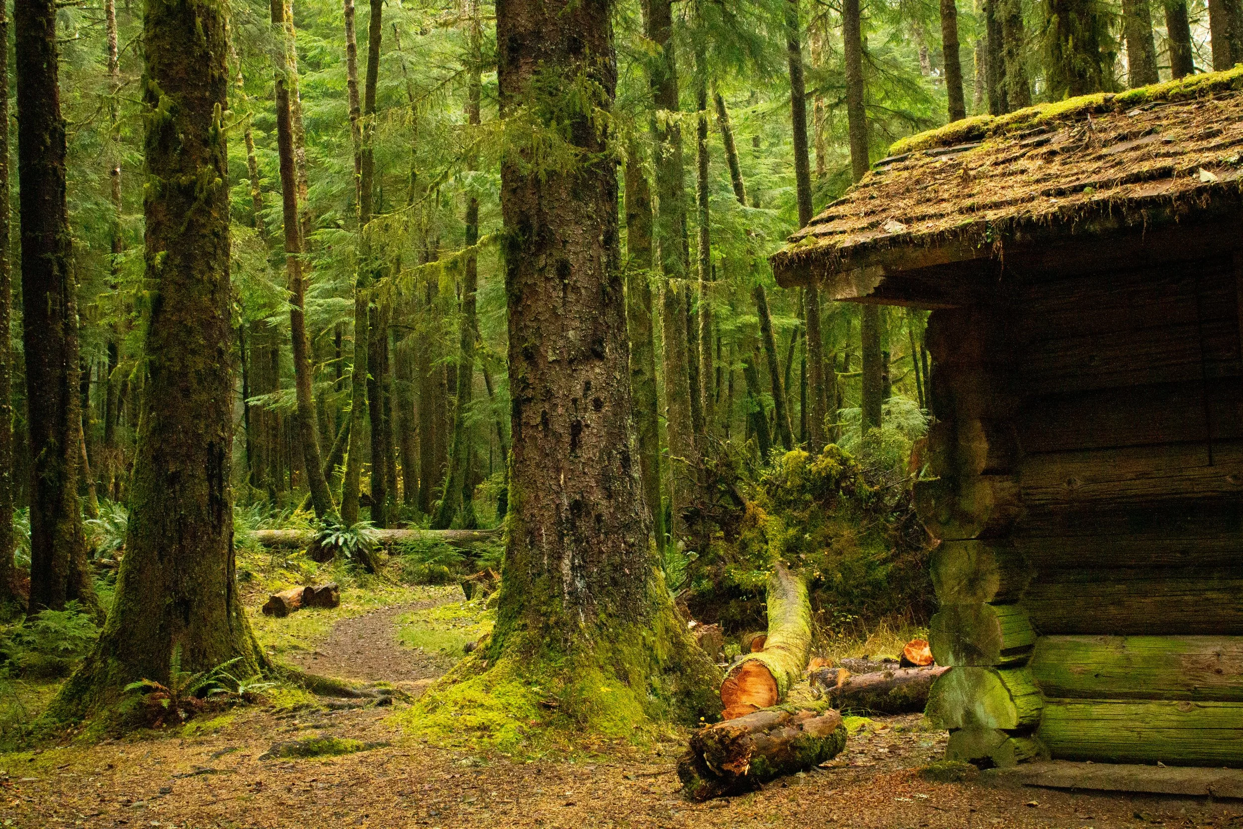 Clatsop Loop Trail — Pines and Vines