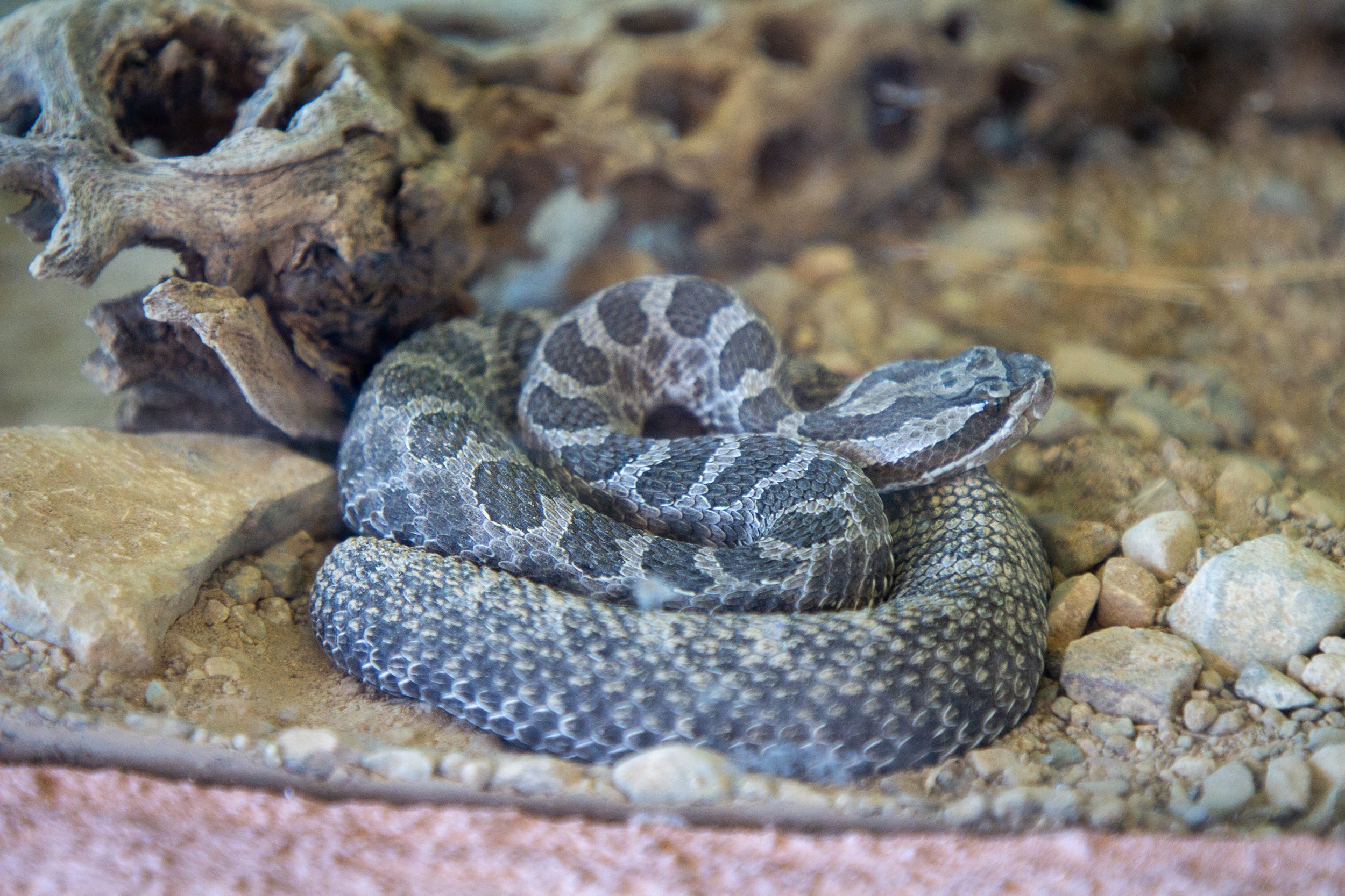 10 Fun Things to Do in Saguaro National Park — Pines and Vines
