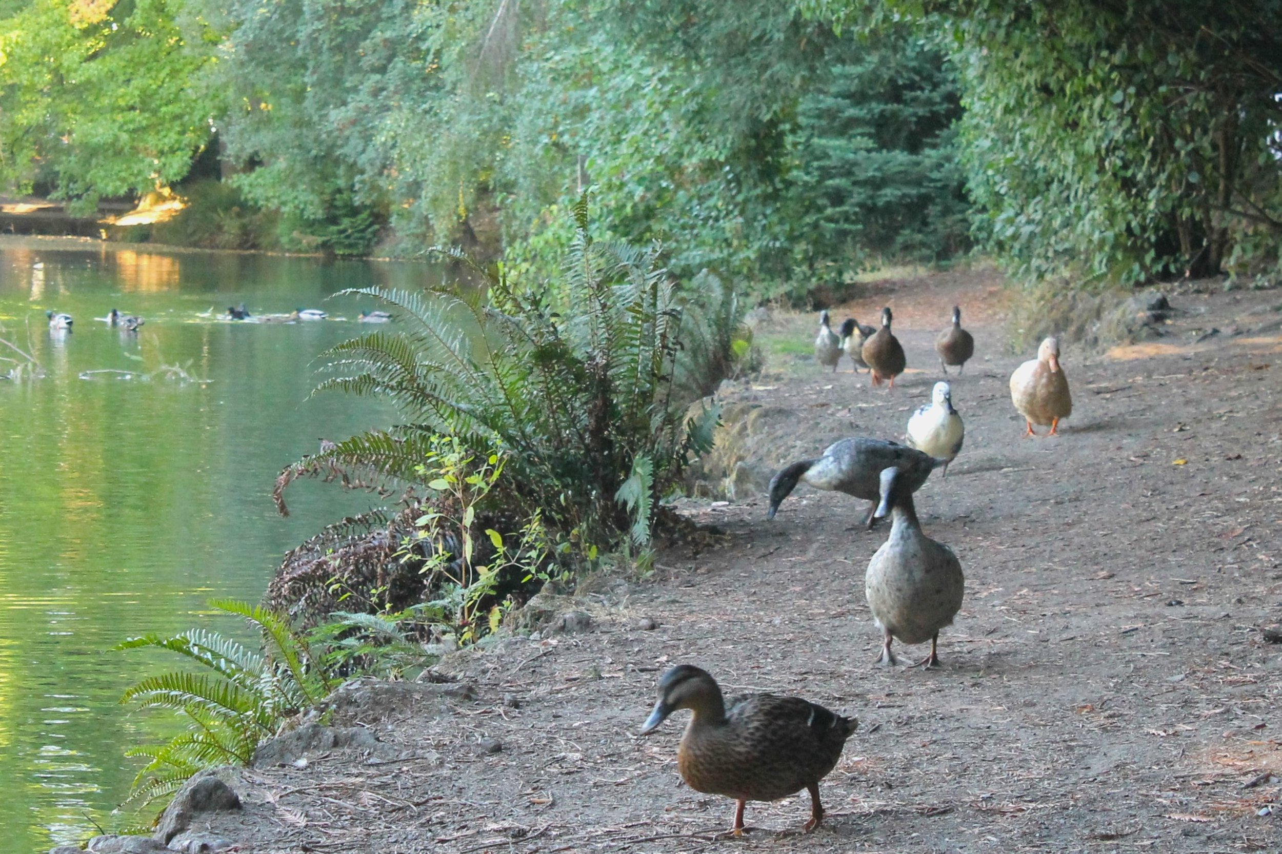 12 Beautiful Parks for Hiking in Portland — Pines and Vines — Pines and ...