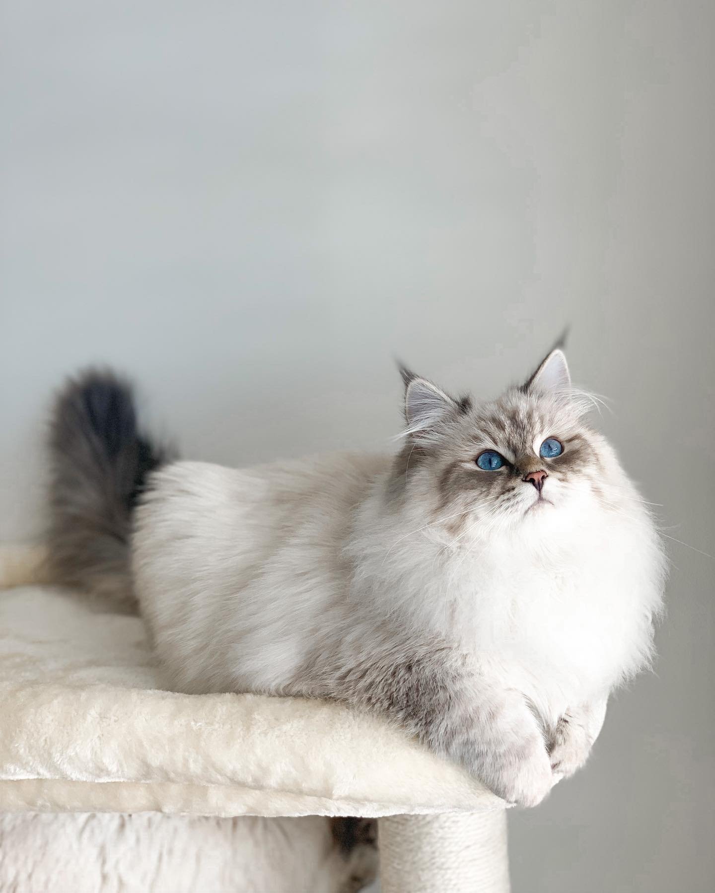 Royal Grace Siberians