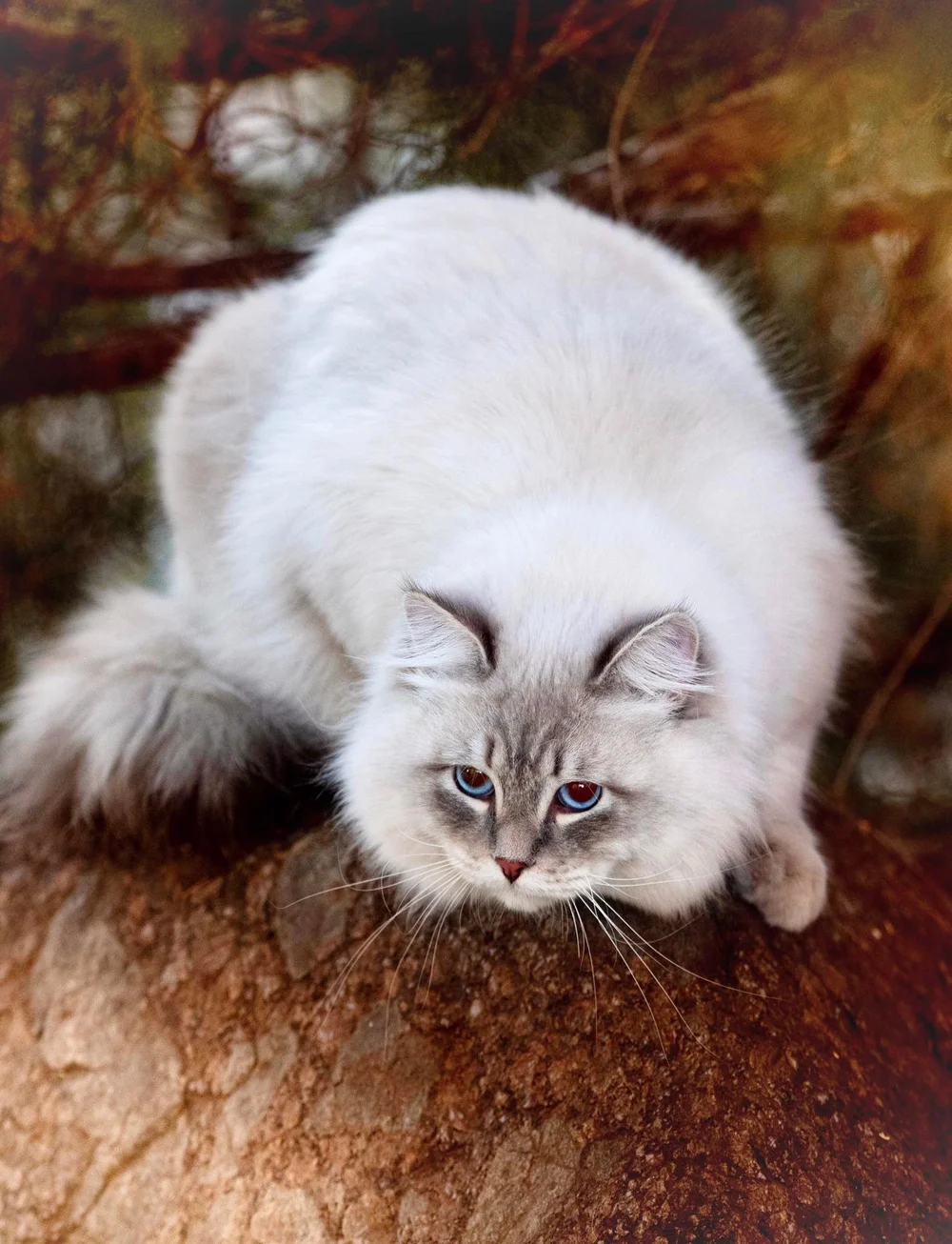 About Siberians — Royal Grace Siberians