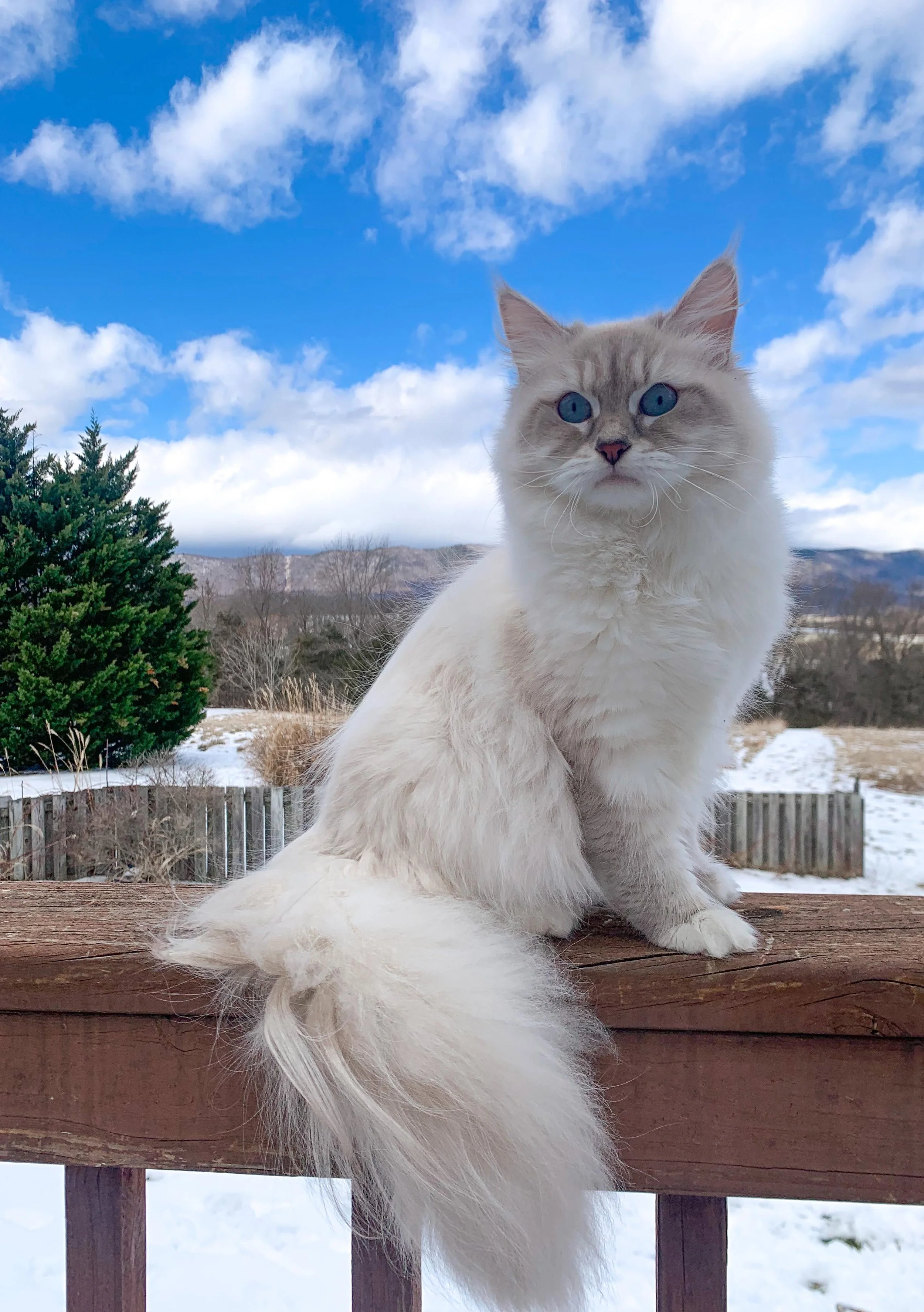 About Siberians — Royal Grace Siberians