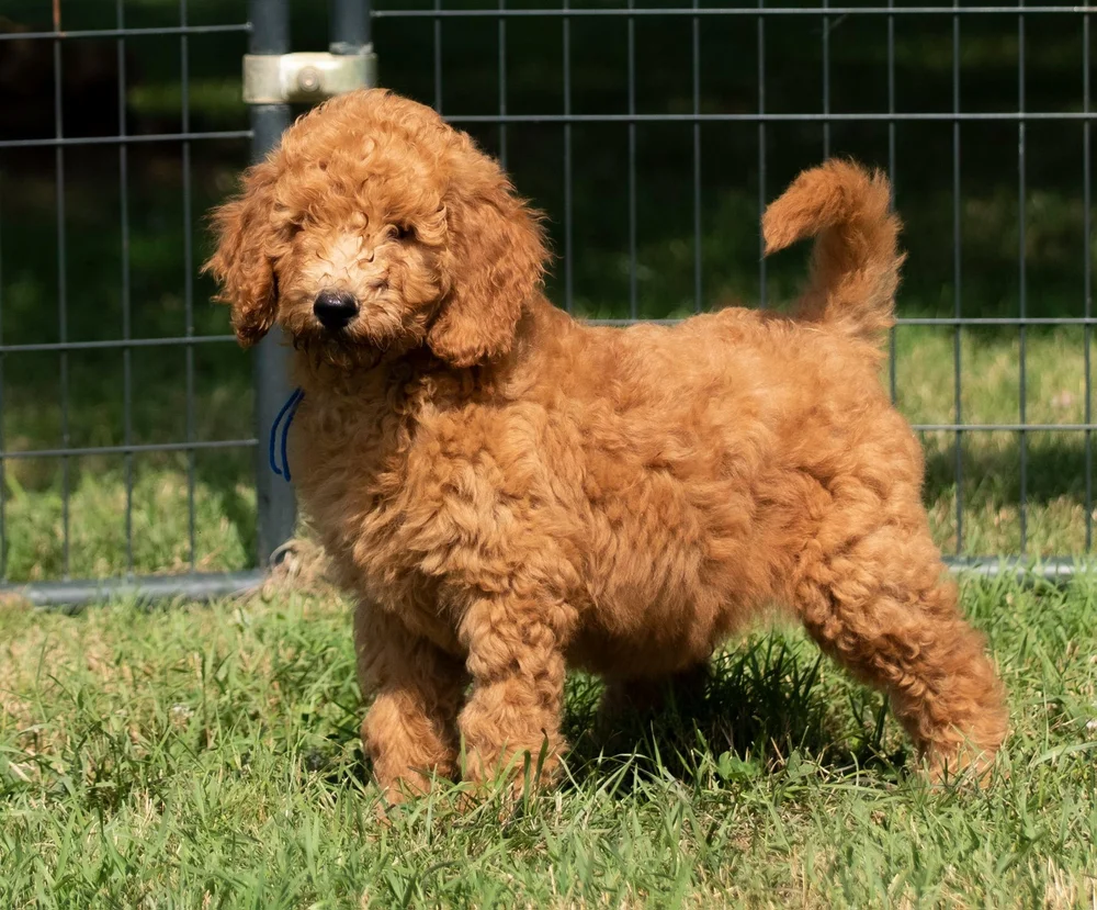 Goldendoodles — McKenzie's Doodles