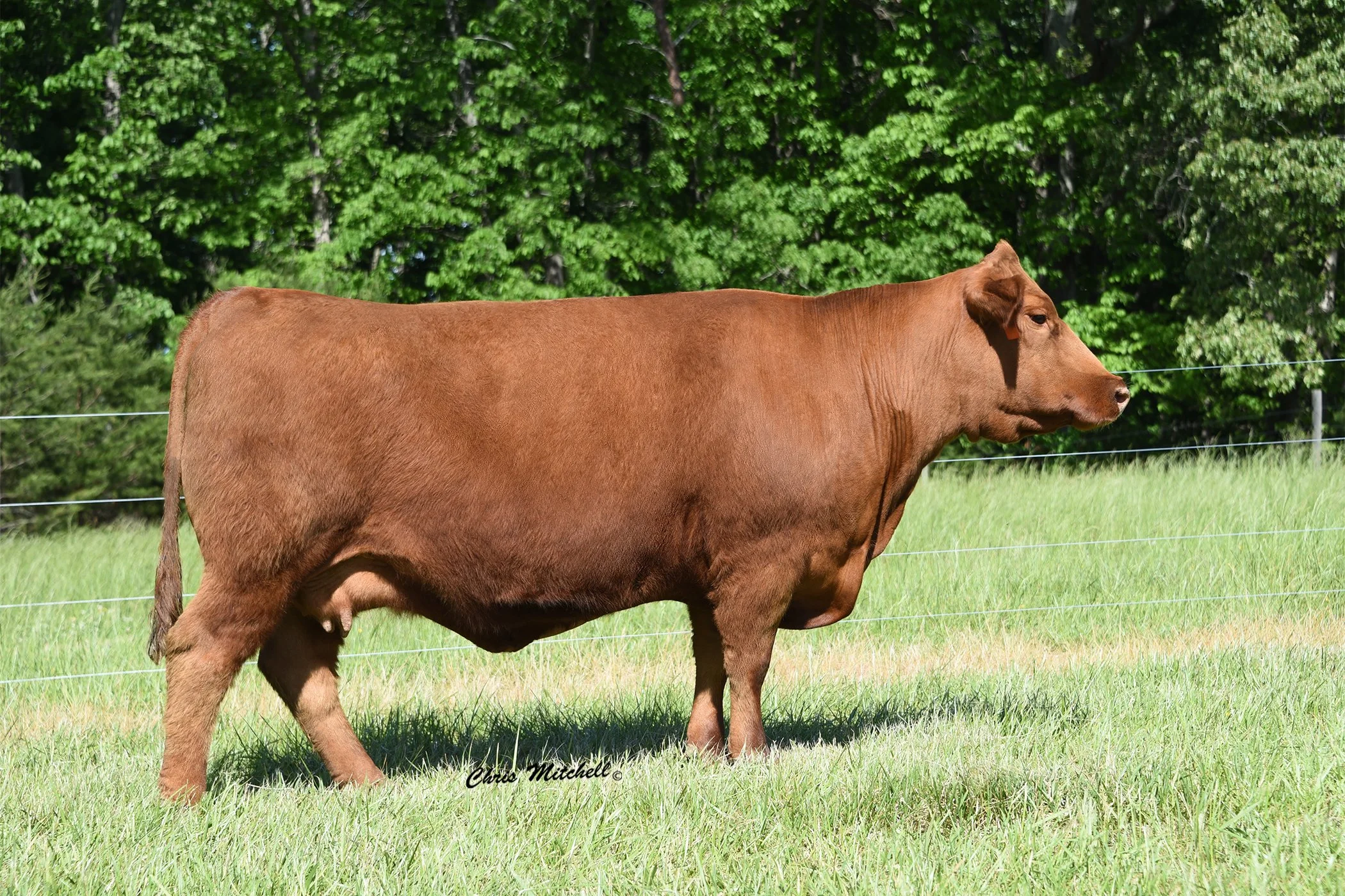 Locust Hill Cattle Company