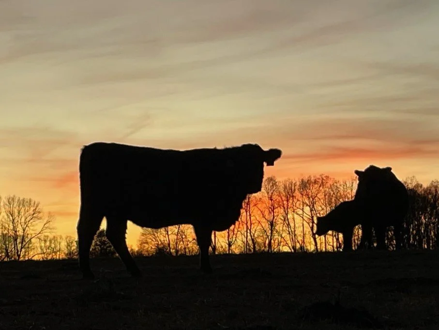 Locust Hill Cattle Company