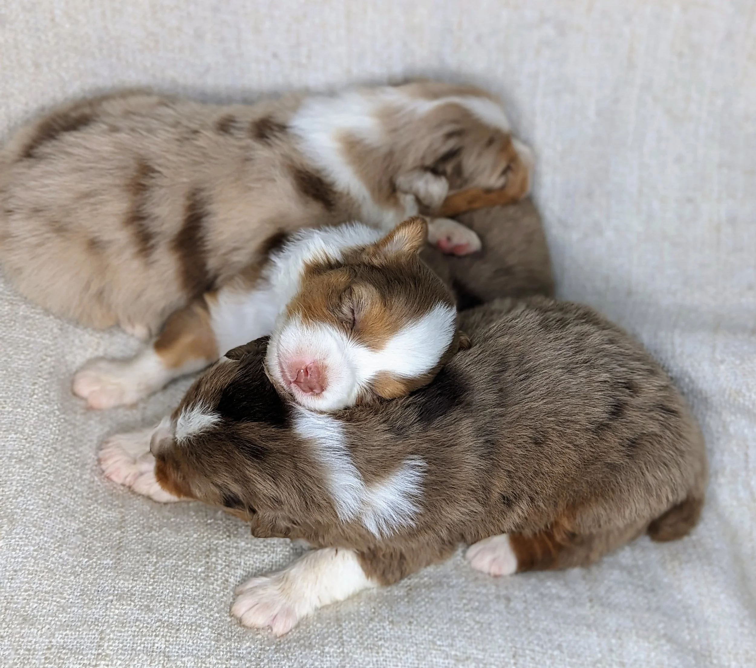 Huckleberry Hill Australian Shepherds
