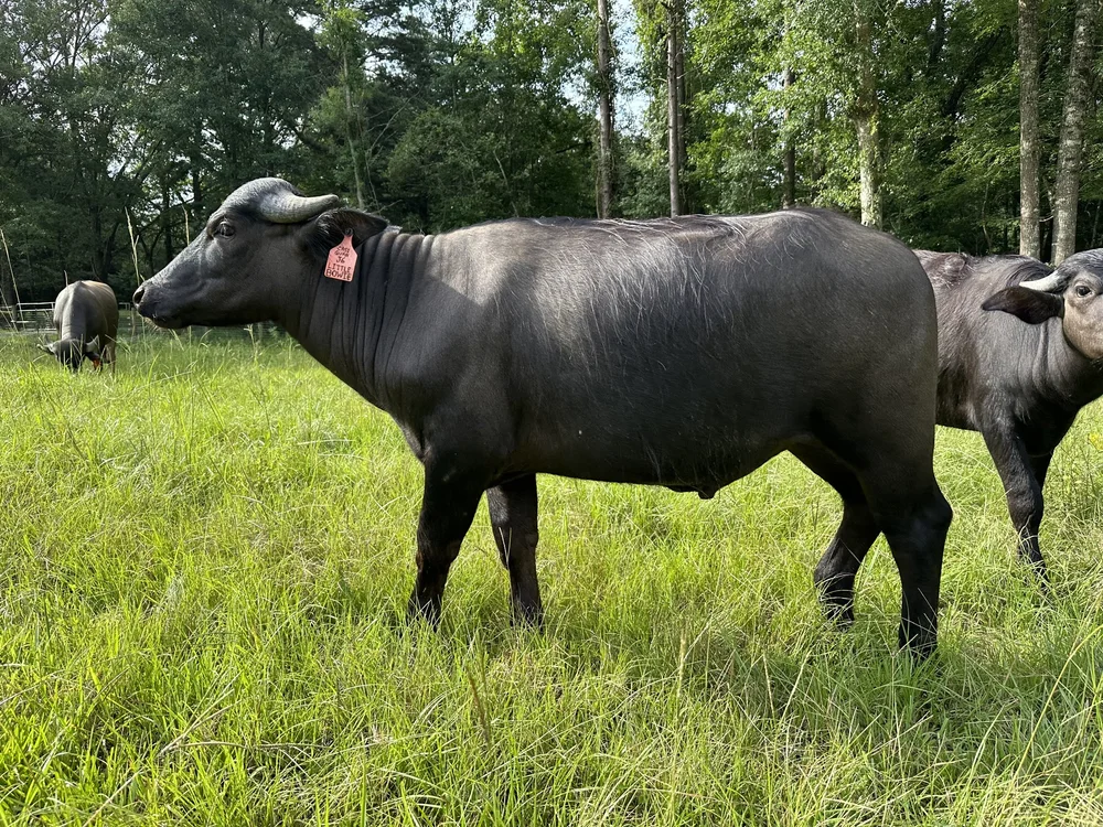 Buffalo for sale — Bayou Sarah Farms