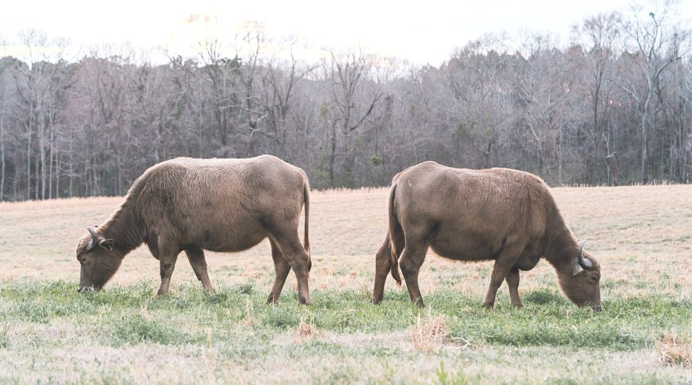 Press — Bayou Sarah Farms