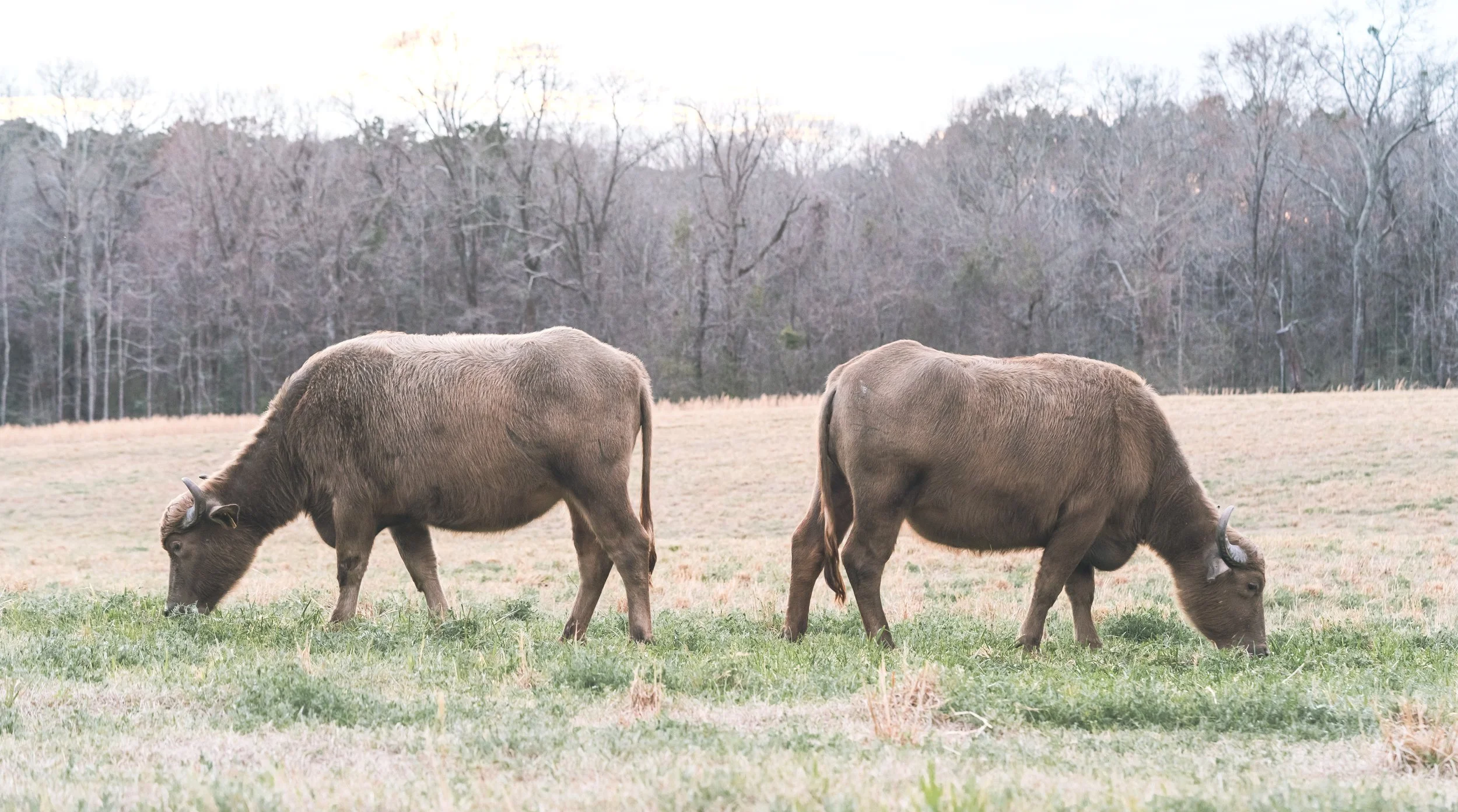 Press — Bayou Sarah Farms
