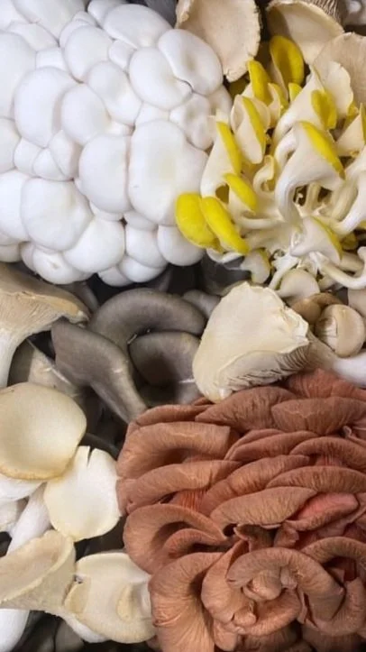 Buy fresh mushrooms online — MarrowStone Mushrooms