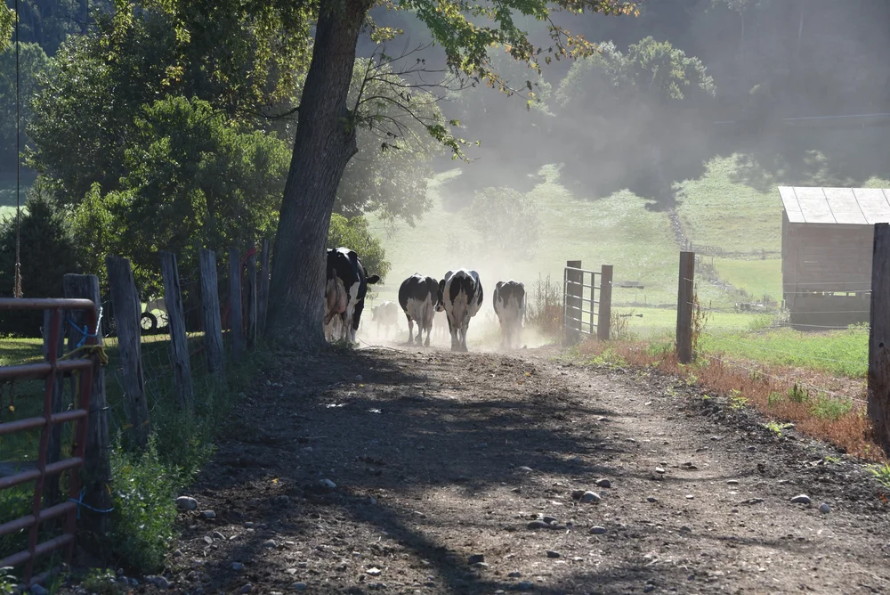 Preserving Heritage: The Jackson Family, Shenandoah Farm Legacy — Zoe's ...