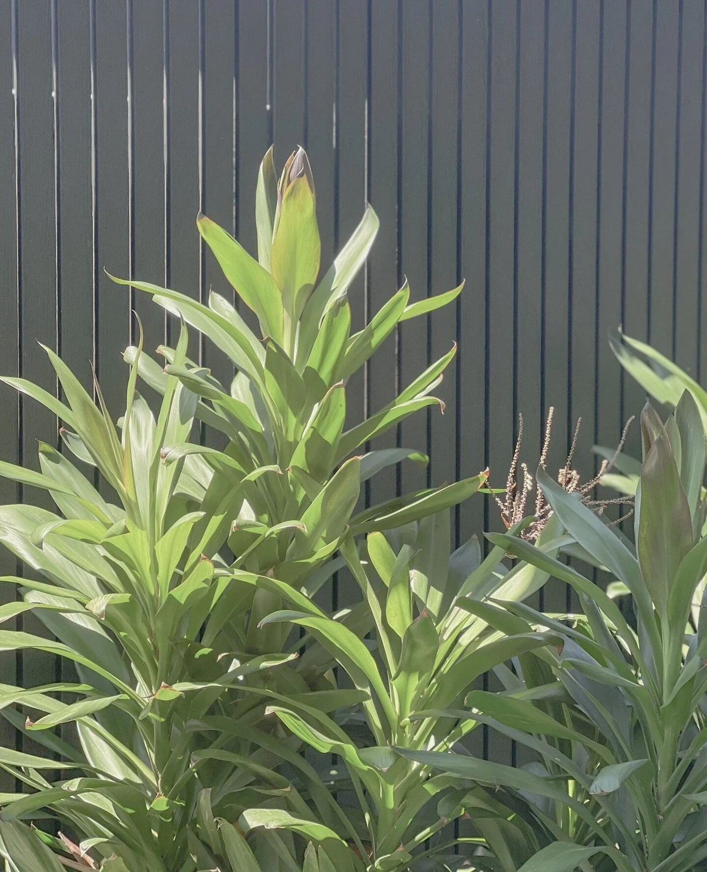 etch landscape design