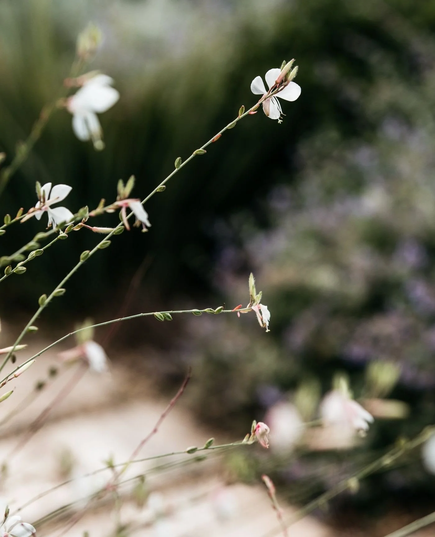 etch landscape design