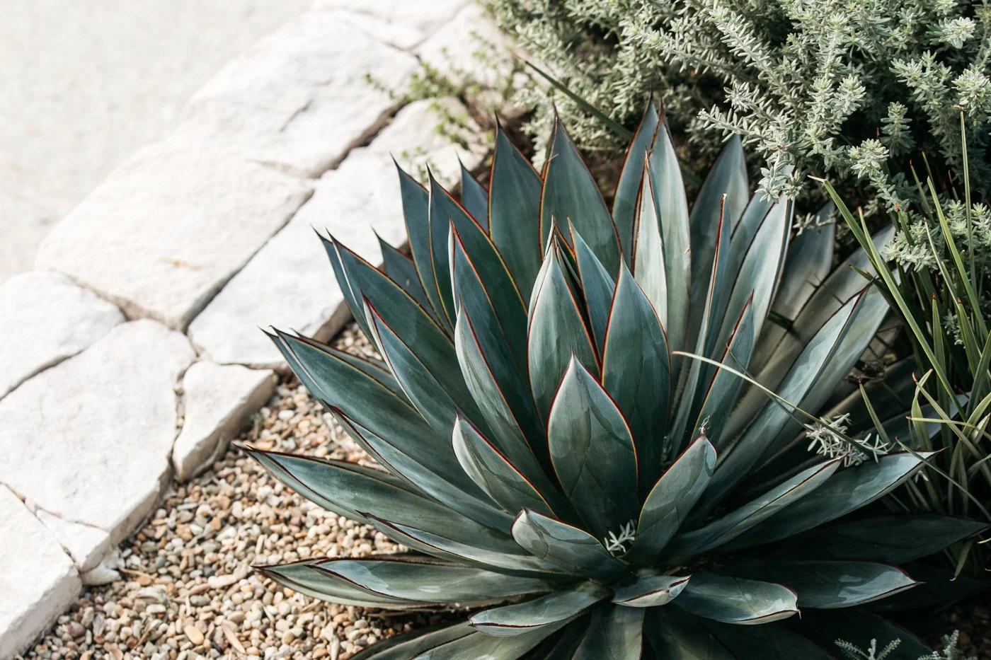 Mediterranean Living — etch landscape design