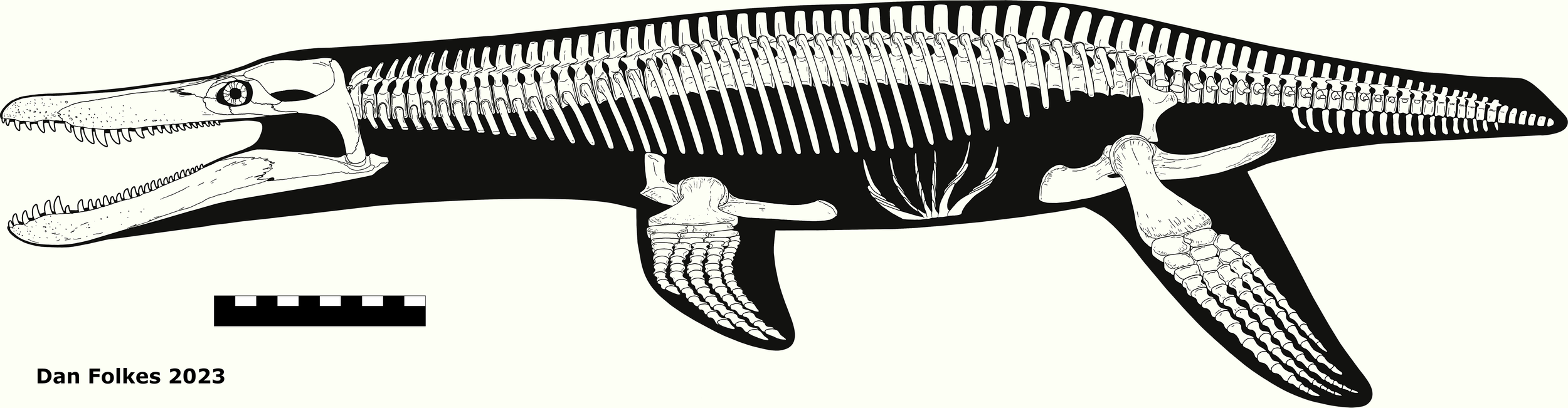 Pliosaur Skeleton