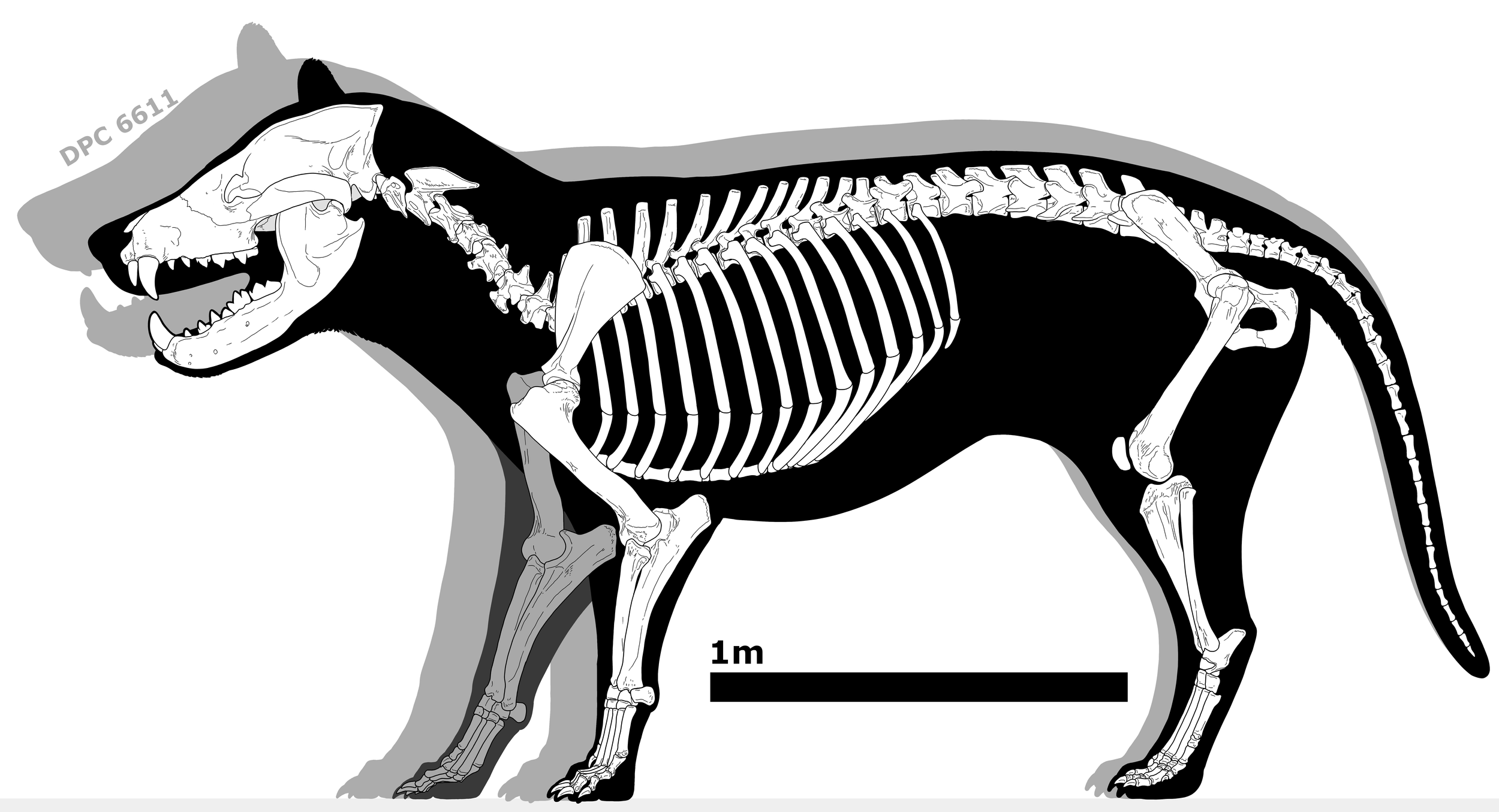 SYNAPSIDA — THECODONTIA