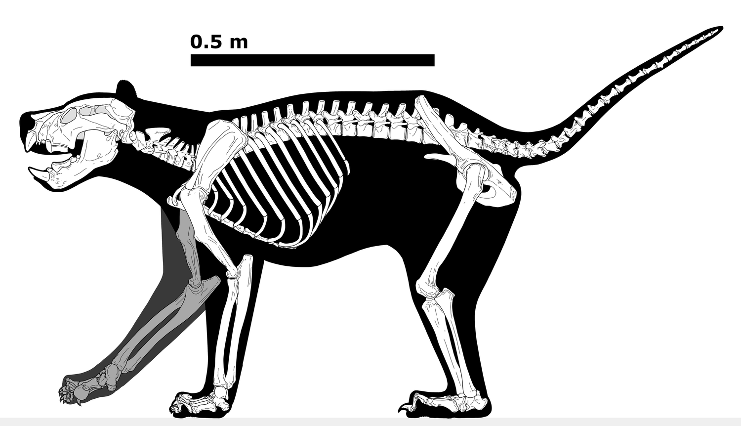 SYNAPSIDA — THECODONTIA
