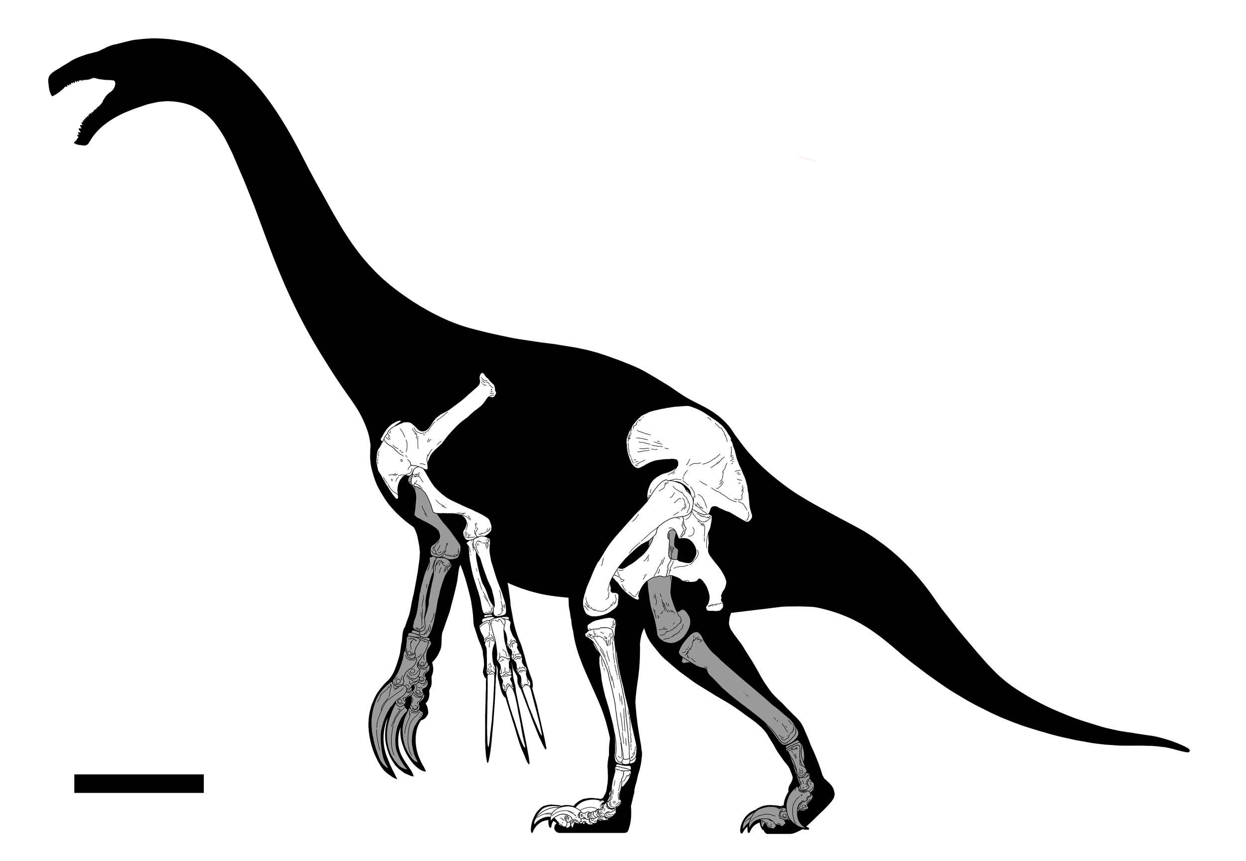 RECONSTRUCTING THE GIANT SLOTH DINOSAUR, THERIZINOSAURUS — THECODONTIA