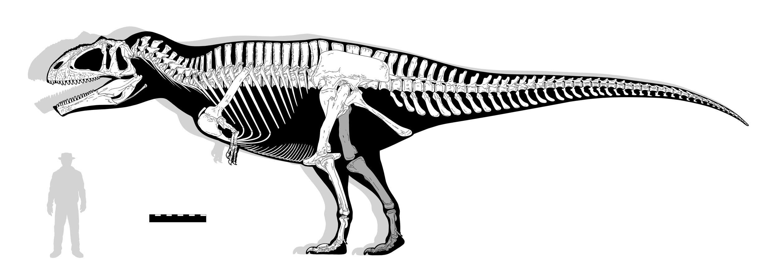 I WAS WRONG ABOUT GIGANOTOSAURUS (not clickbait!) — THECODONTIA