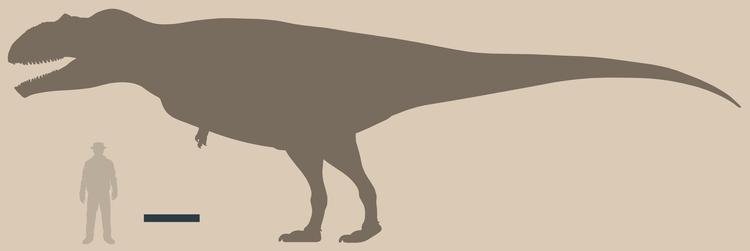 The LARGEST theropod dinosaur known to science… — THECODONTIA