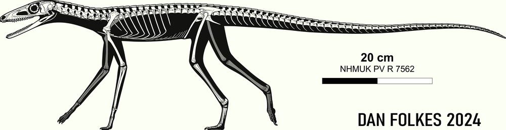 OTHER SKELETALS — THECODONTIA