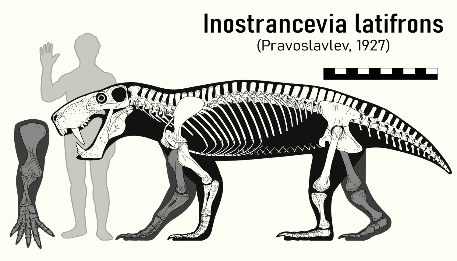 RECONSTRUCTING THE QUEEN OF THE GORGONS: INOSTRANCEVIA spp. — THECODONTIA