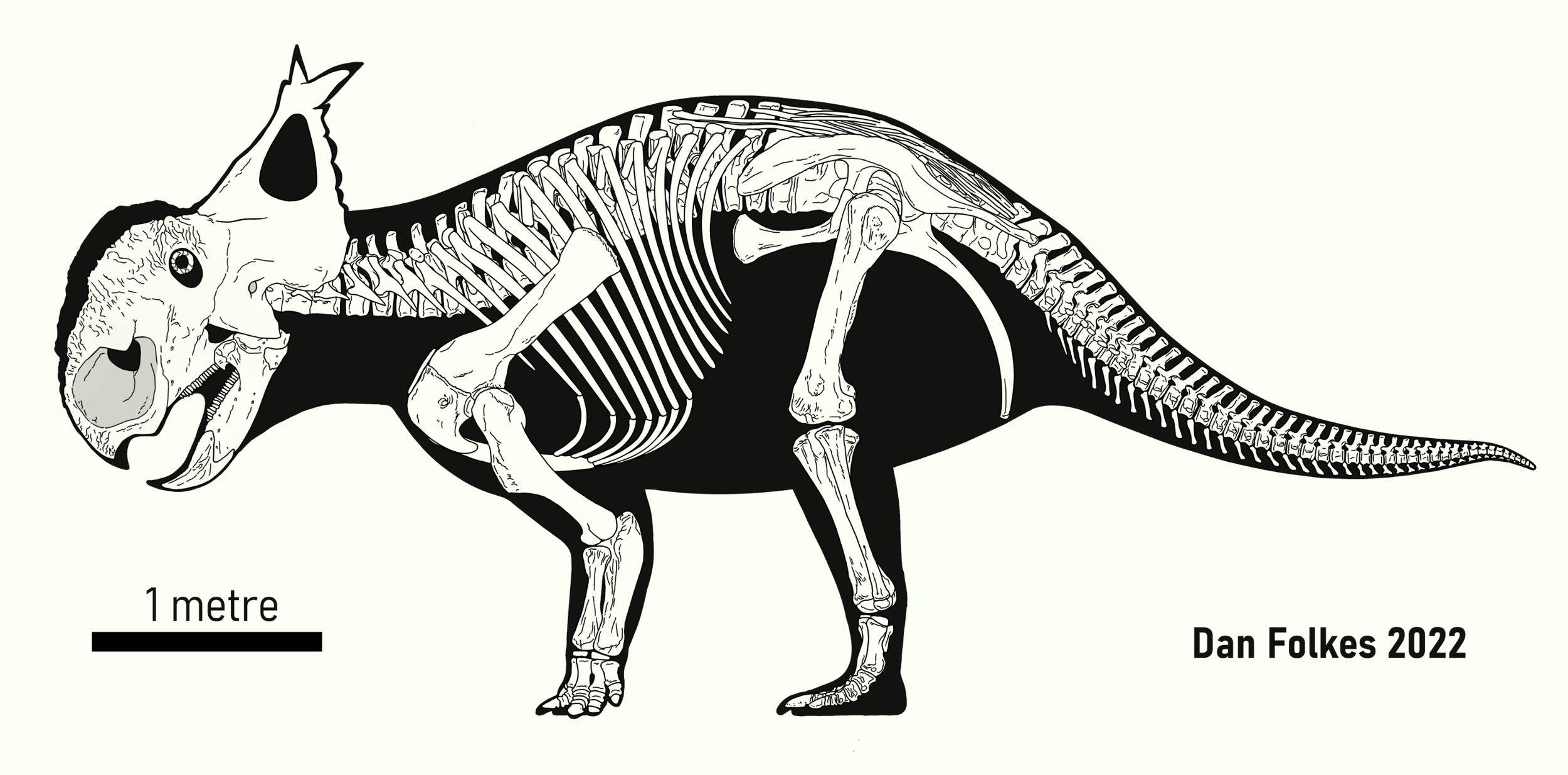Pachyrhinosaurus Skeleton