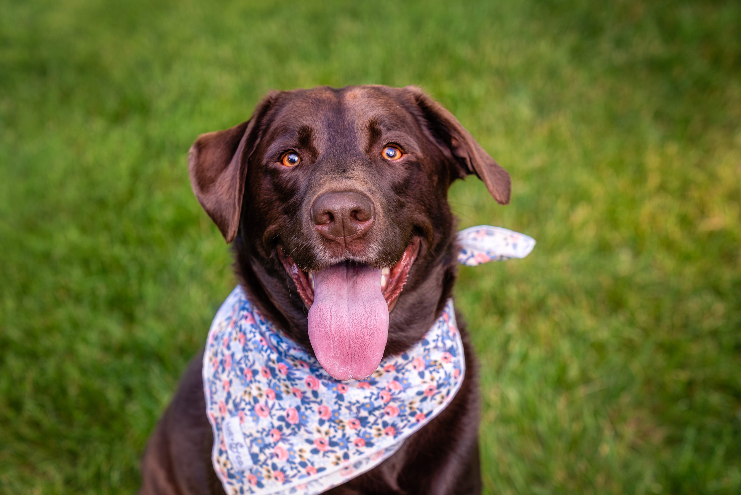 The Foundation — Matilda Poppy Stangl Foundation